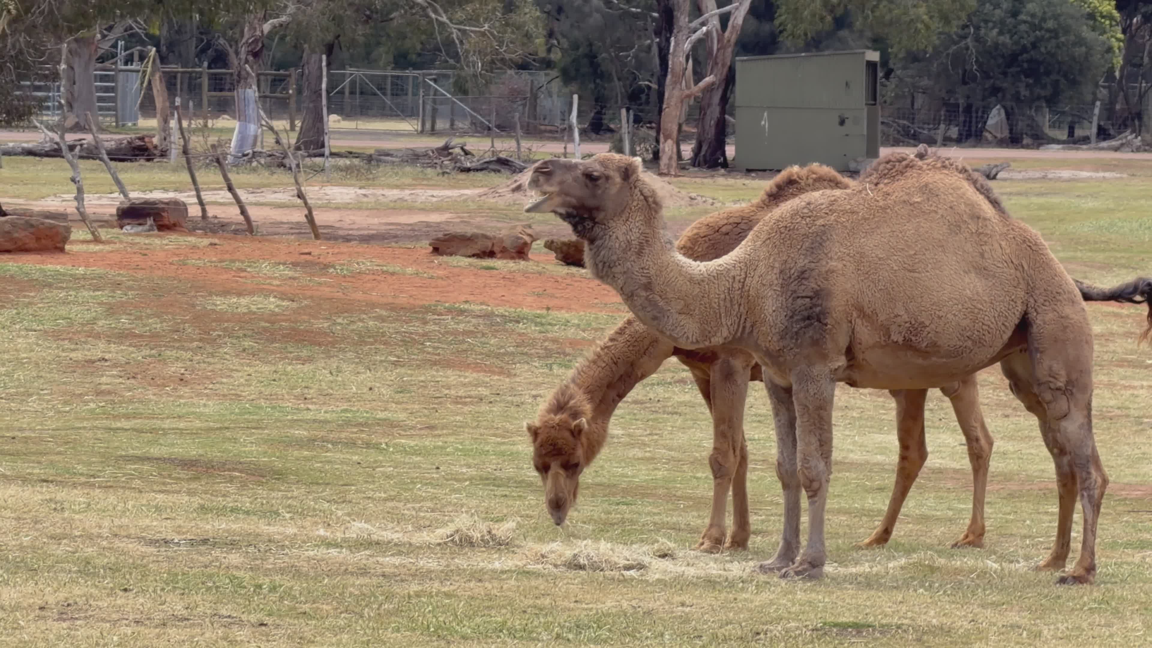 Camels Grazing at Werribee Open Range Zoo Free Stock Video Footage ...