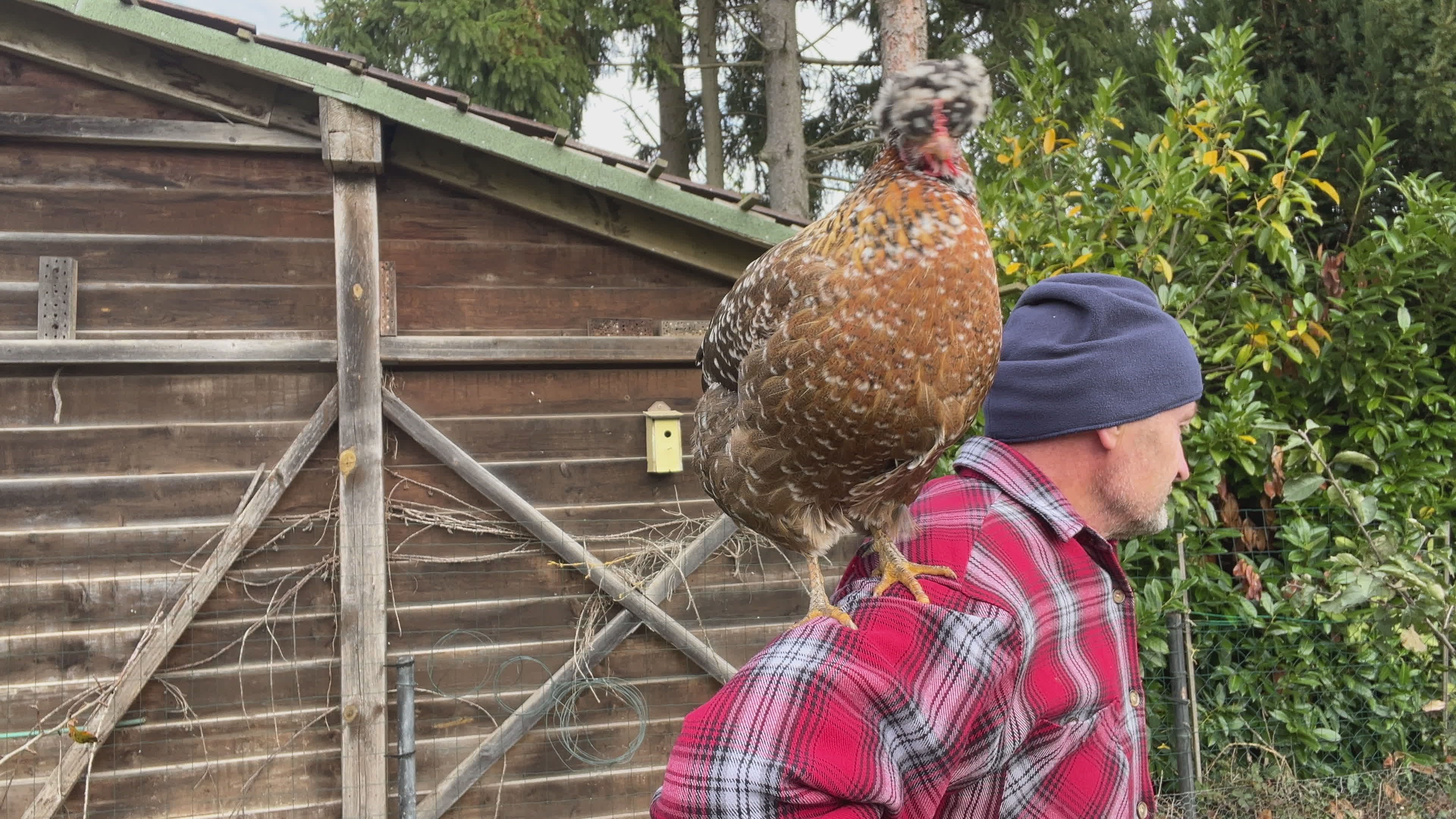 Scène Rurale Avec Un Poulet Perché Sur L'épaule D'un Homme · Vidéo gratuite