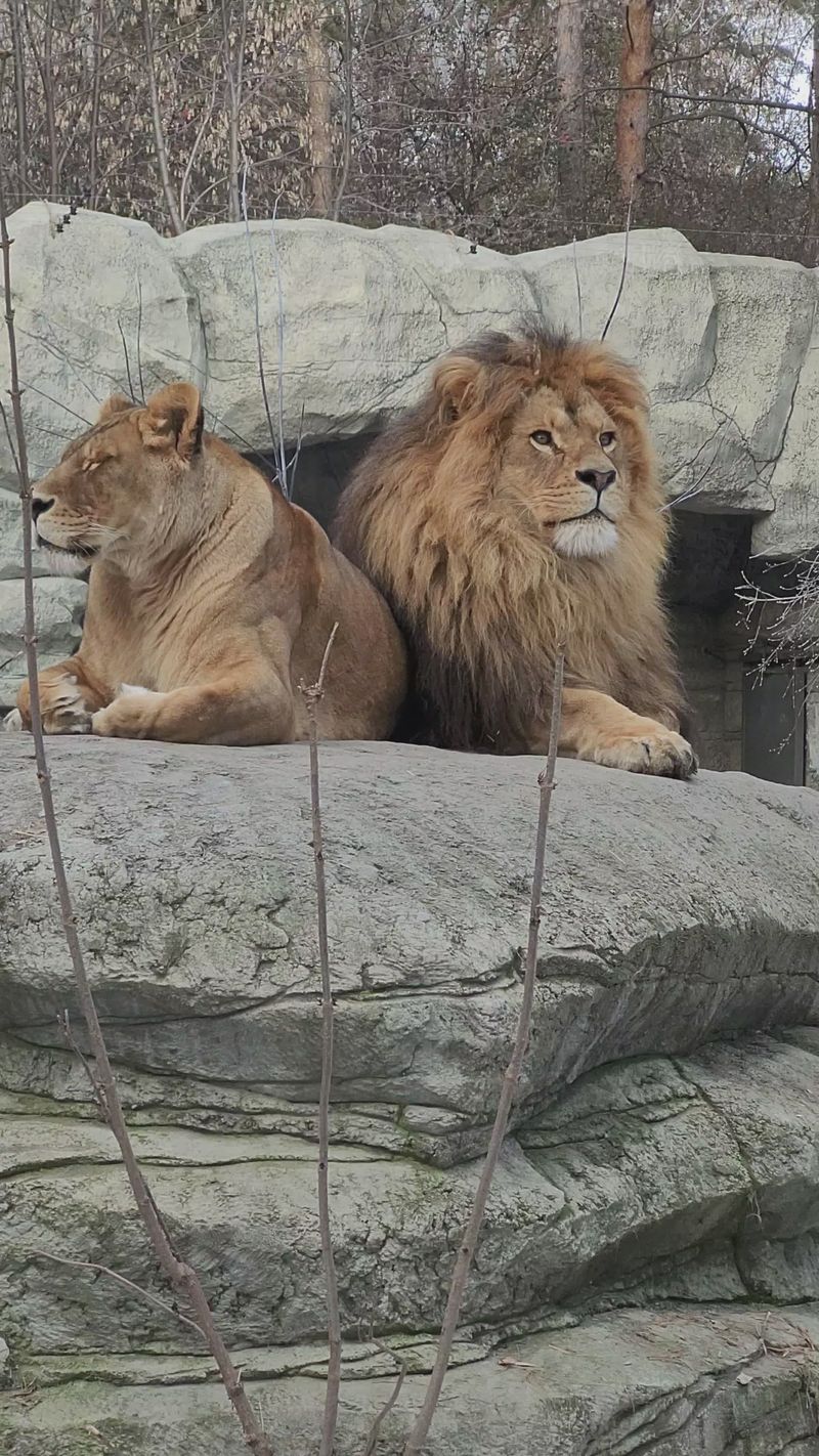 Lion Animation Videos, Download The BEST Free 4k Stock Video Footage ...
