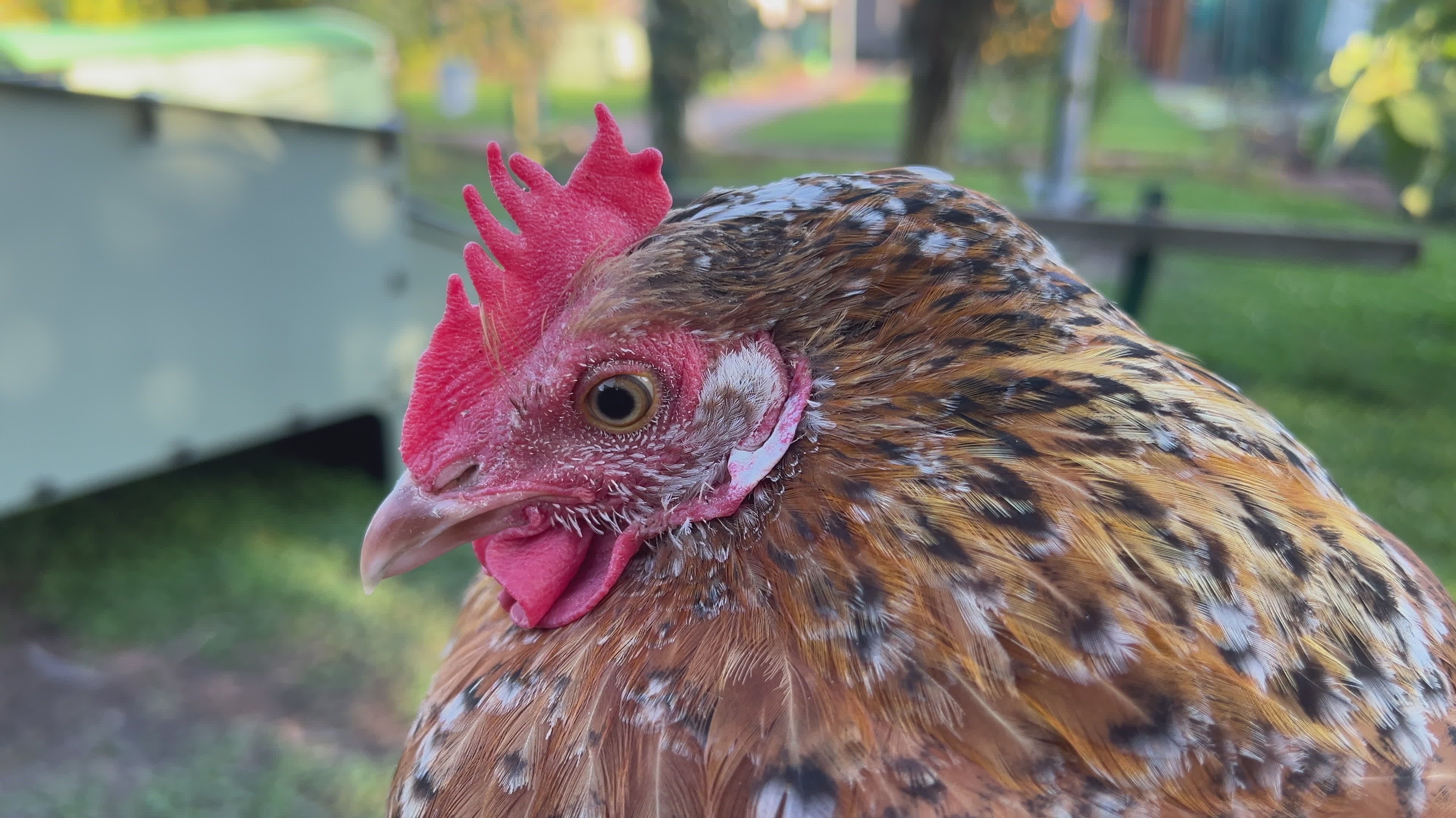 Close-Up of Speckled Hen in Sunlit Garden Free Stock Video Footage ...