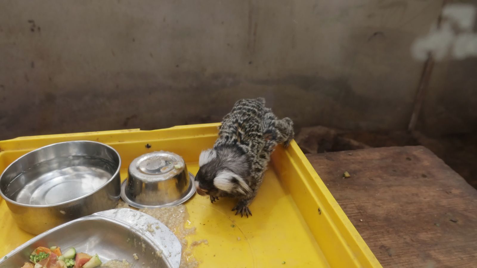 Monkey Animated Videos, Download The BEST Free 4k Stock Video Footage ...