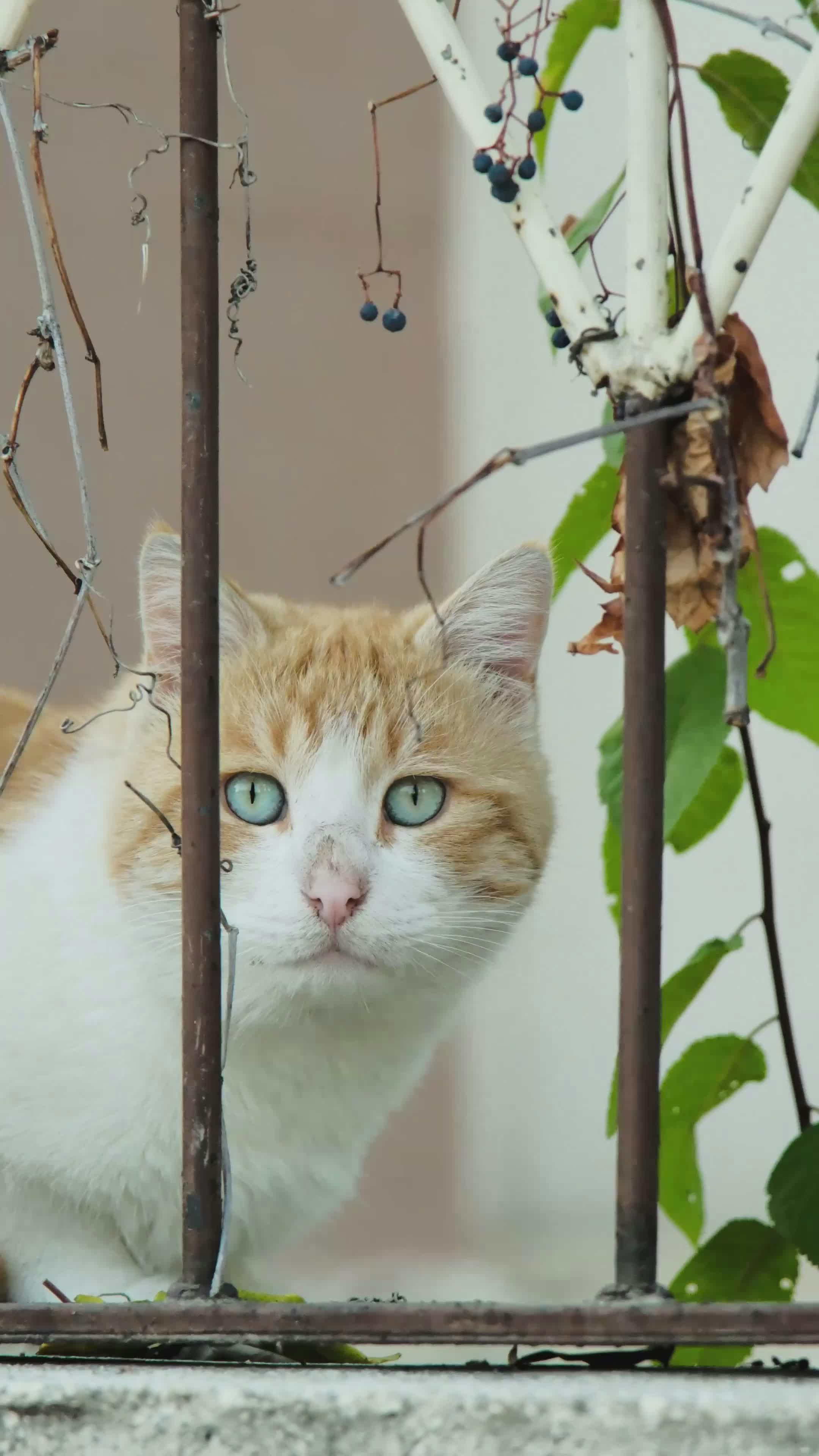 Gato Curioso Mirando A Través De Una Valla · Vídeo de stock gratuito