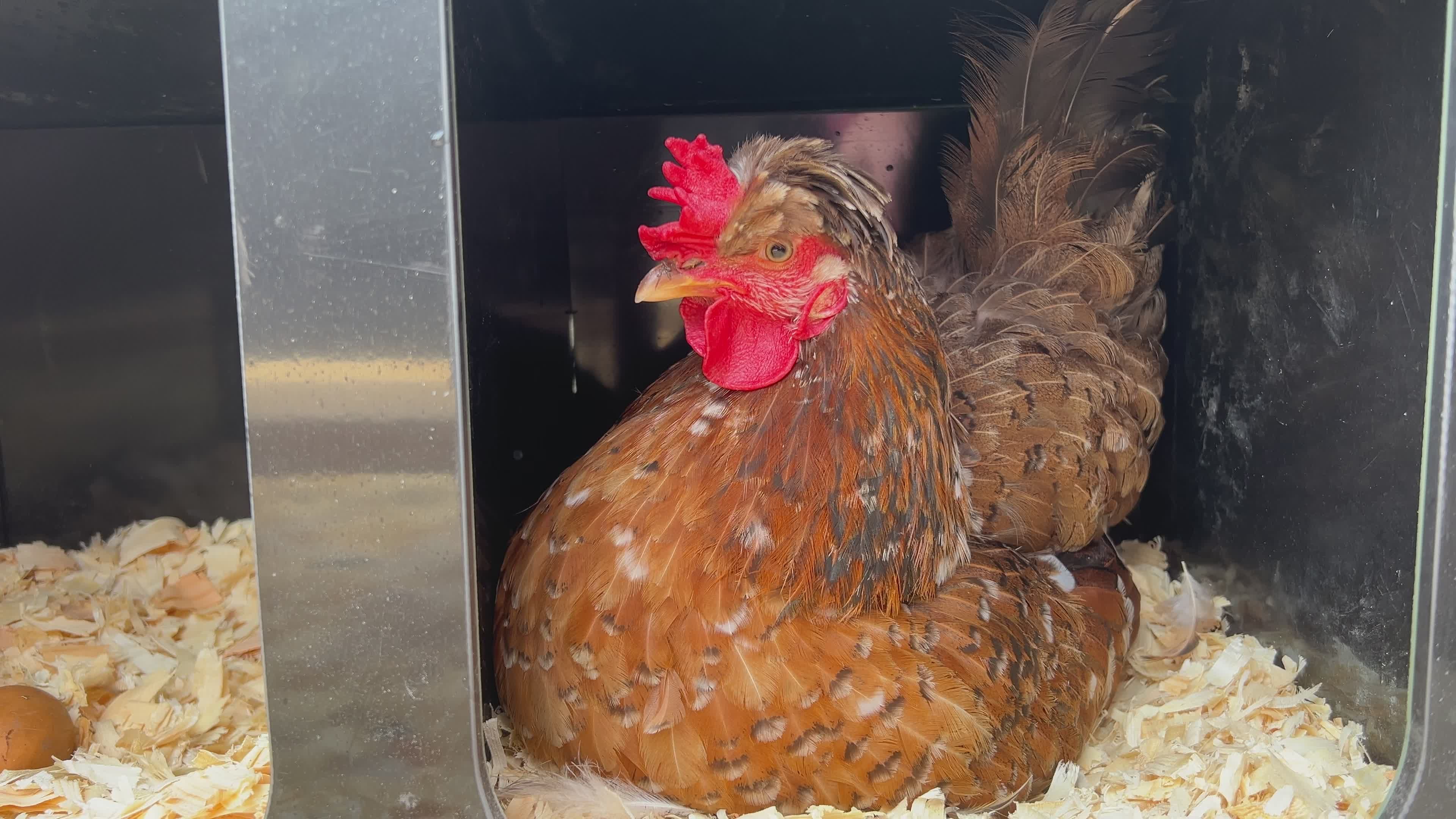 Free-range Chicken in Nesting Box Relaxing Free Stock Video Footage ...