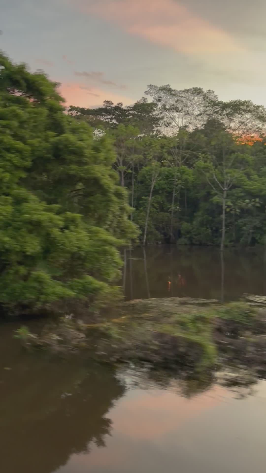 Amazon Jungle Videos, Download The BEST Free 4k Stock Video Footage ...
