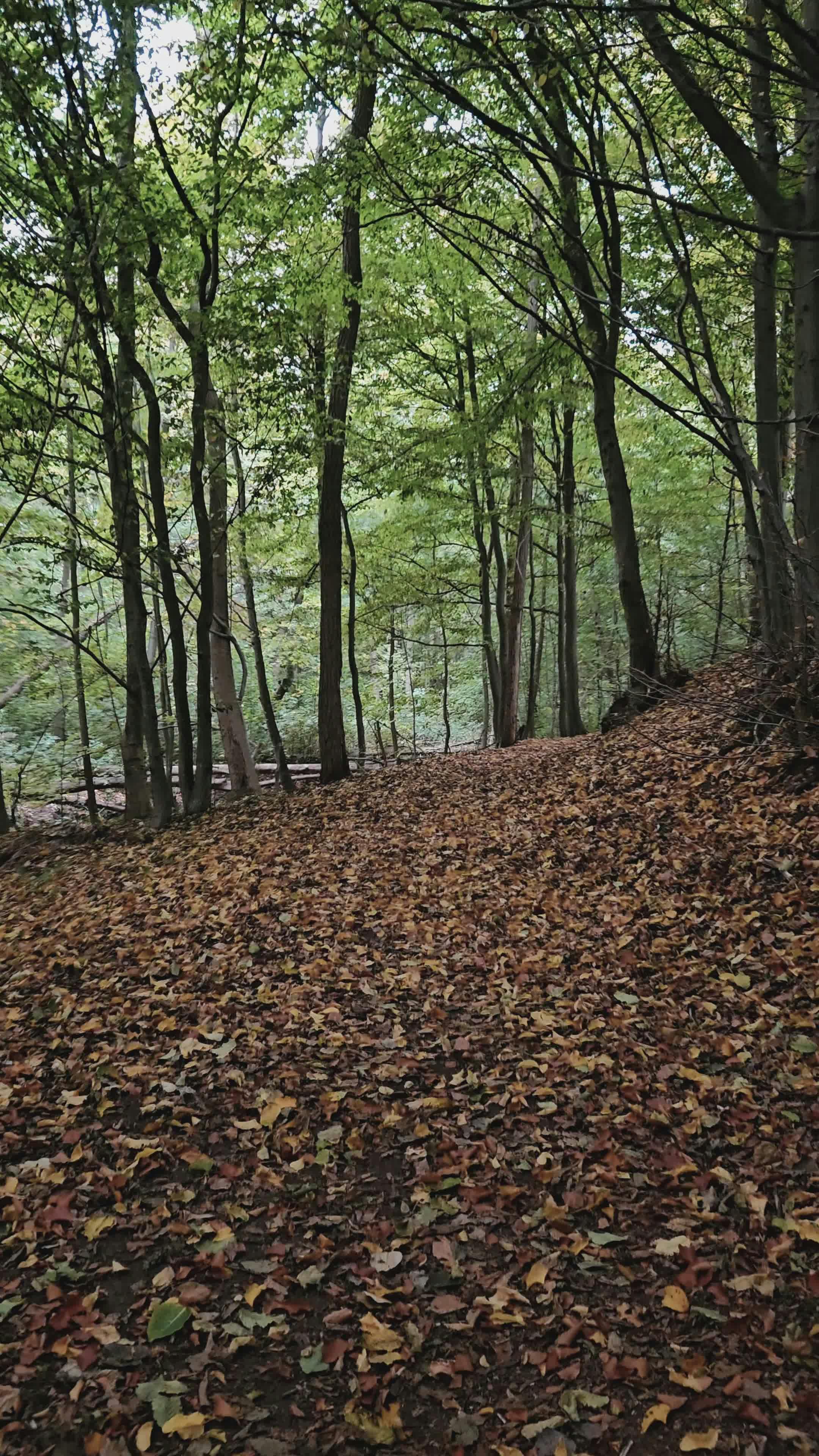 Serene Autumn Forest Walk on Leafy Path Free Stock Video Footage, Royalty-Free 4K & HD Video Clip