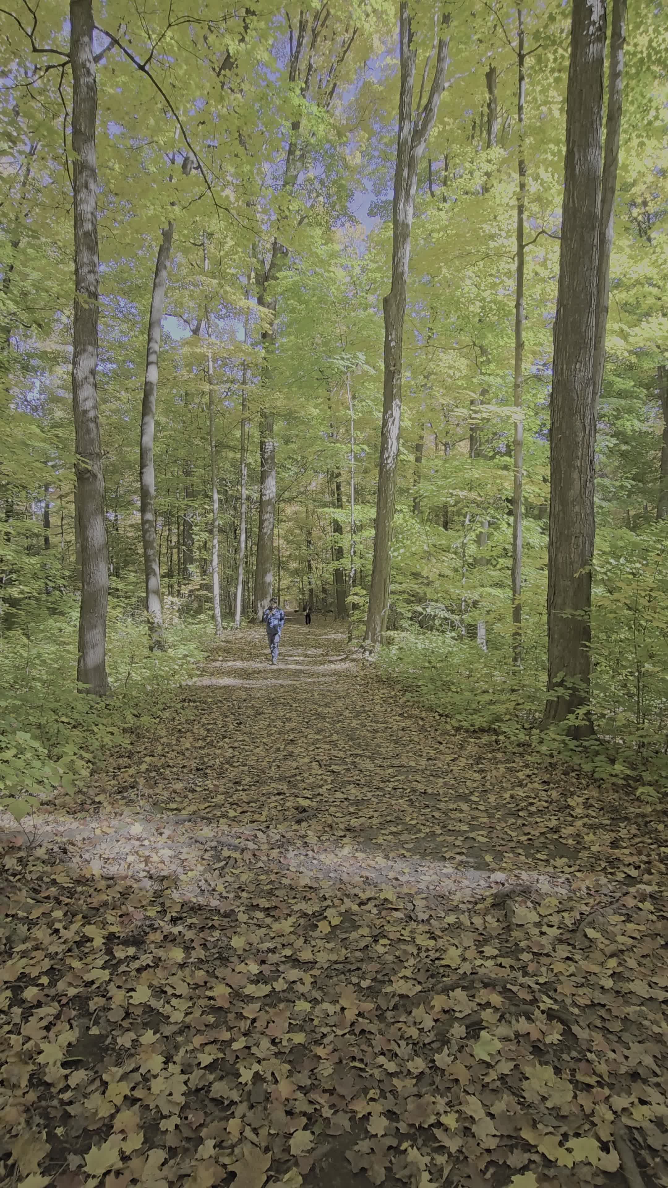 Serene Walk in a Lush Forest Pathway Free Stock Video Footage, Royalty ...
