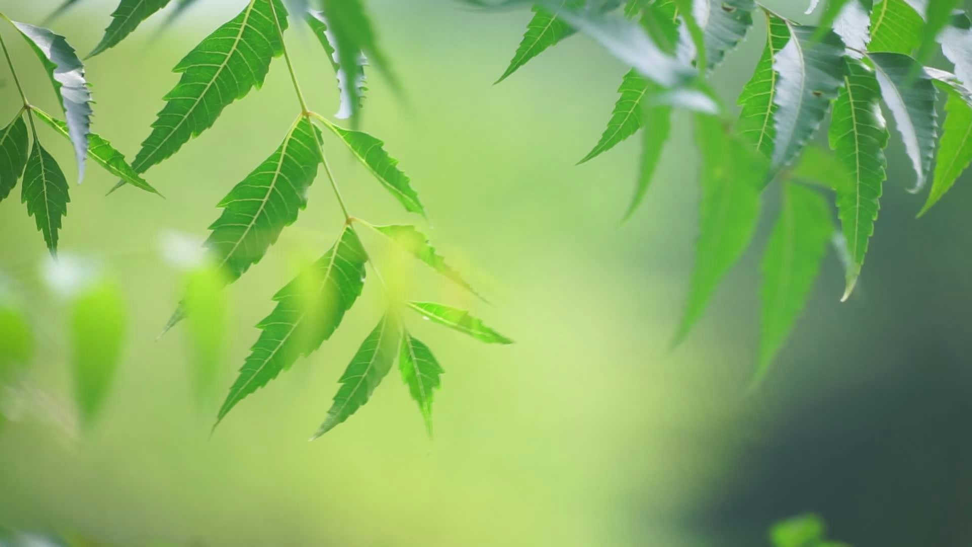 Horse+Breeding+Compilation+Up+Close Videos, Download The BEST Free 4k ...