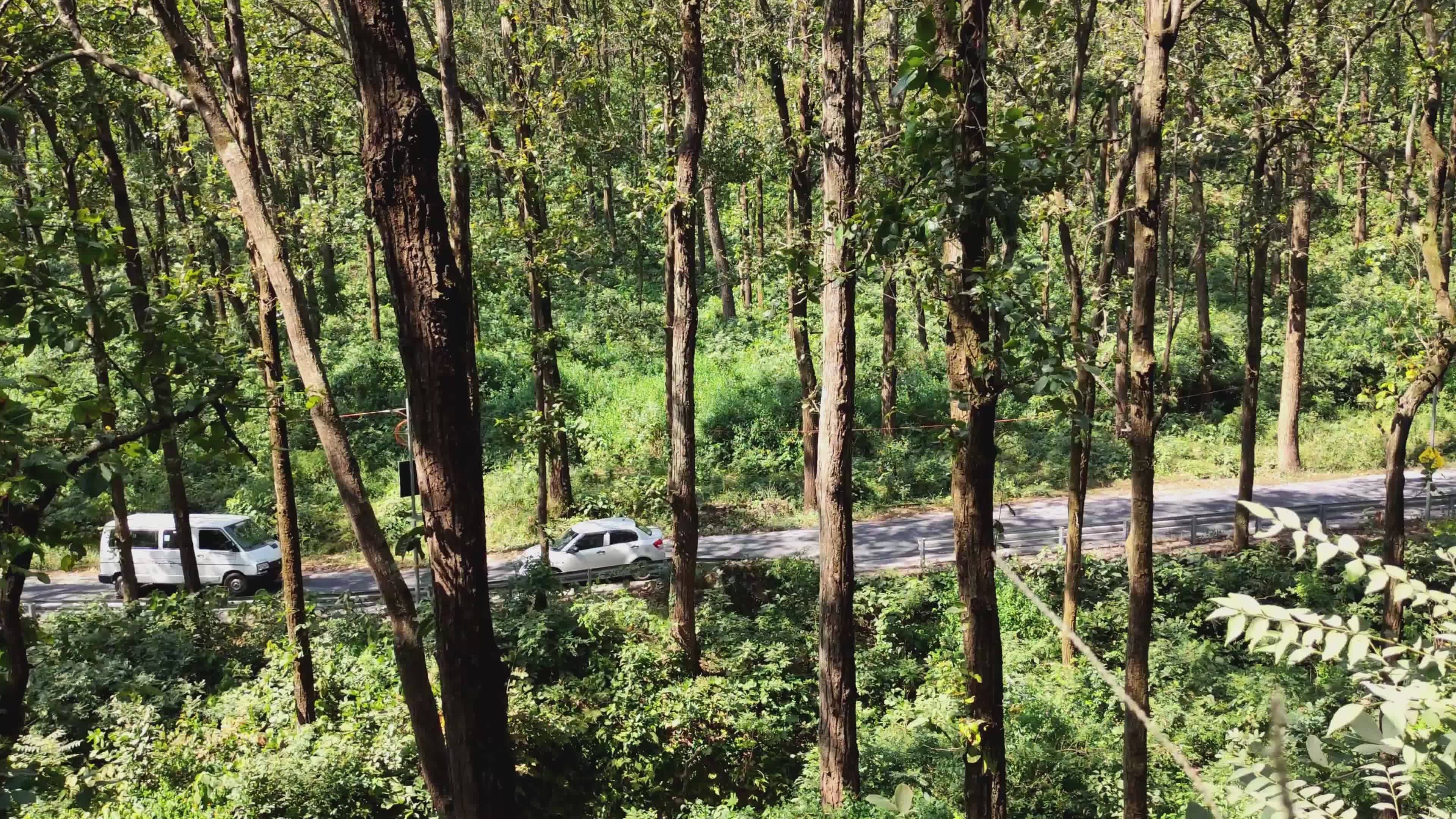 Scenic Drive Through a Dense Forest Free Stock Video Footage, Royalty ...