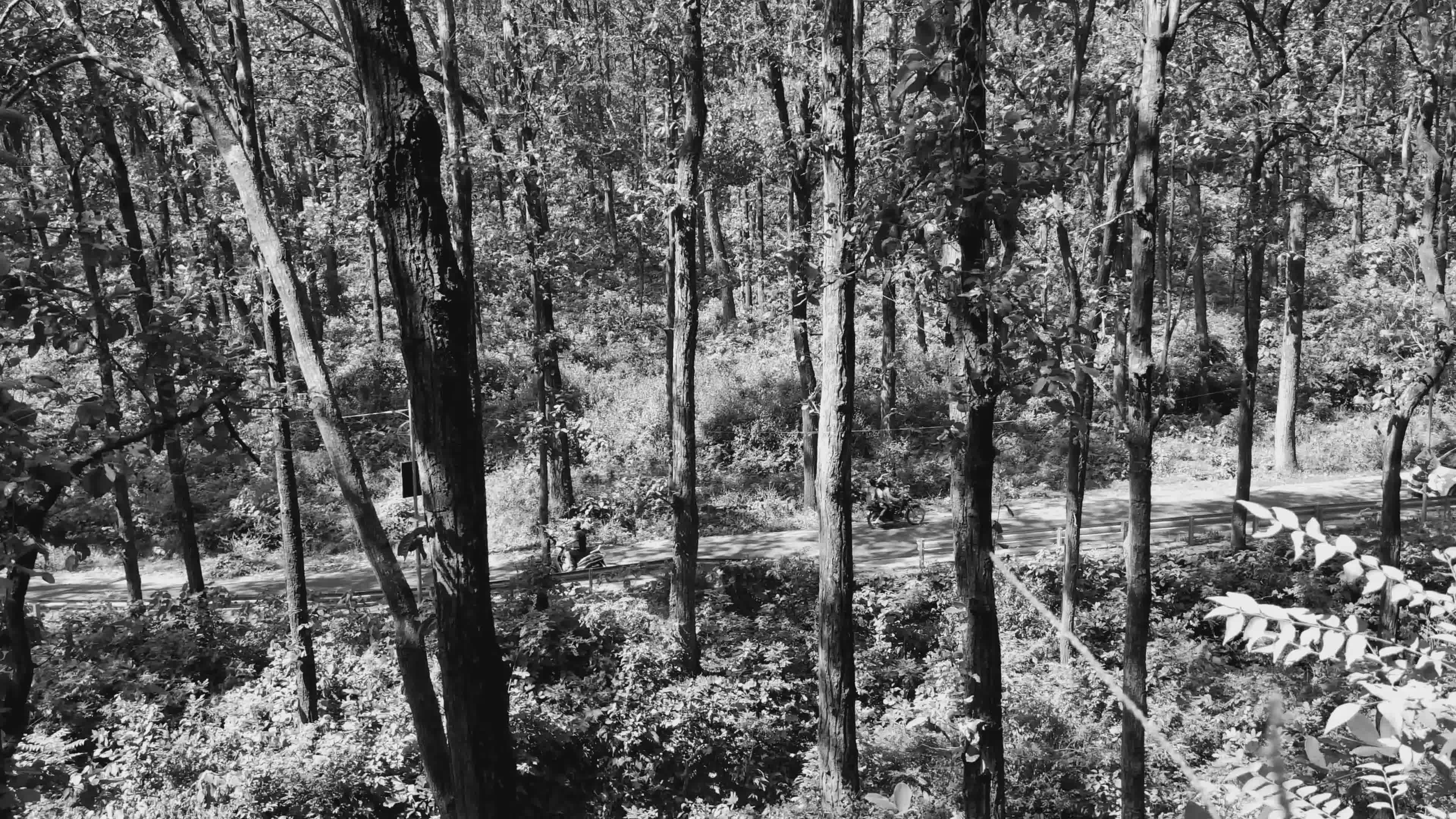 Suasana Hutan Hitam Putih 4 K · Video Stok Gratis