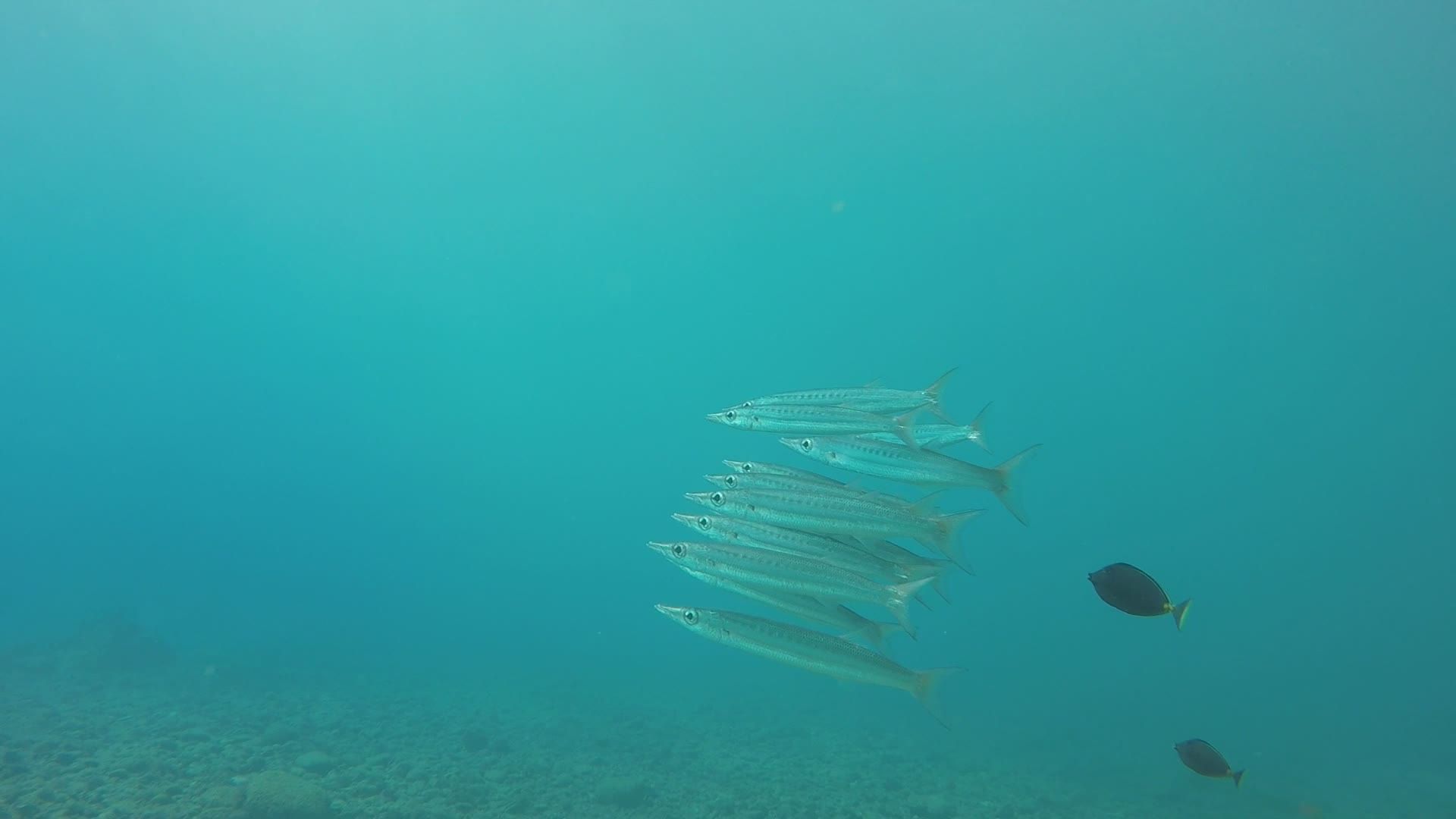 Underwater School of Barracuda Fish in Ocean Free Stock Video Footage ...