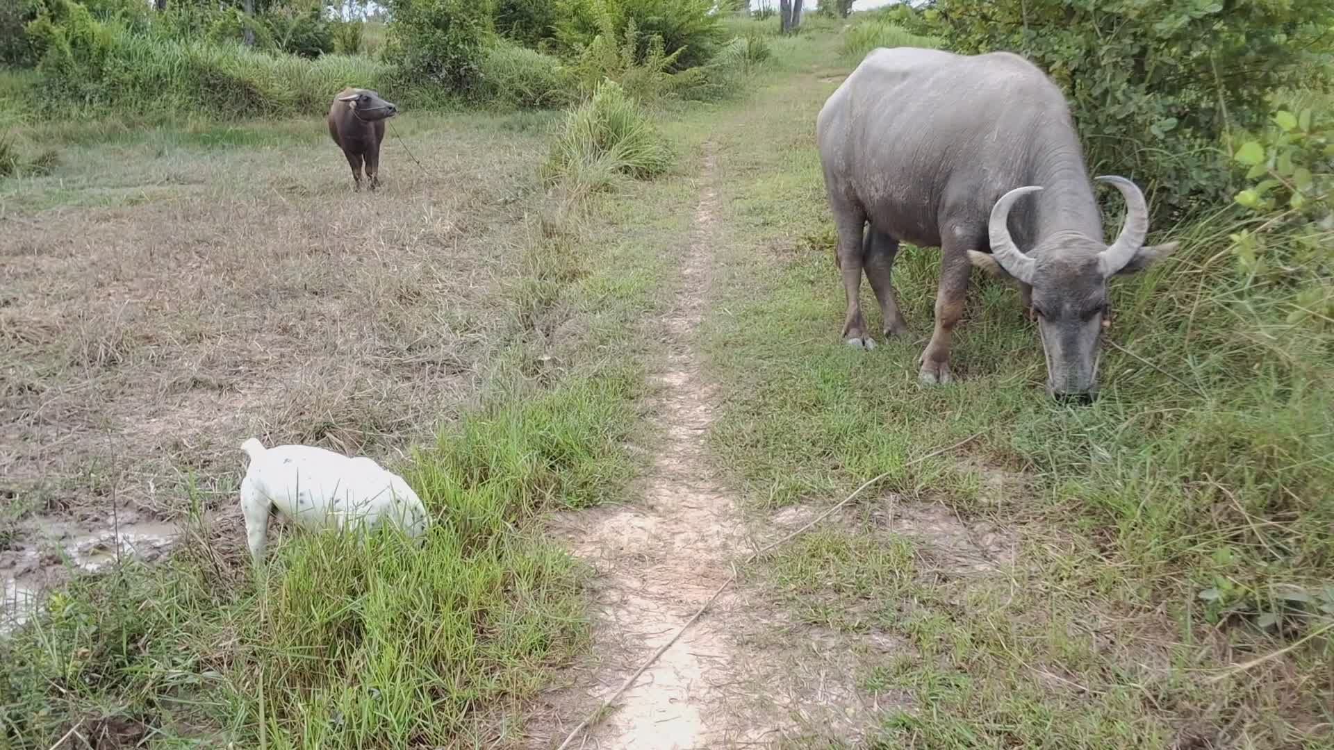 Búfalos Y Cabras Pastando En Un Sendero Rural · Vídeo de stock gratuito