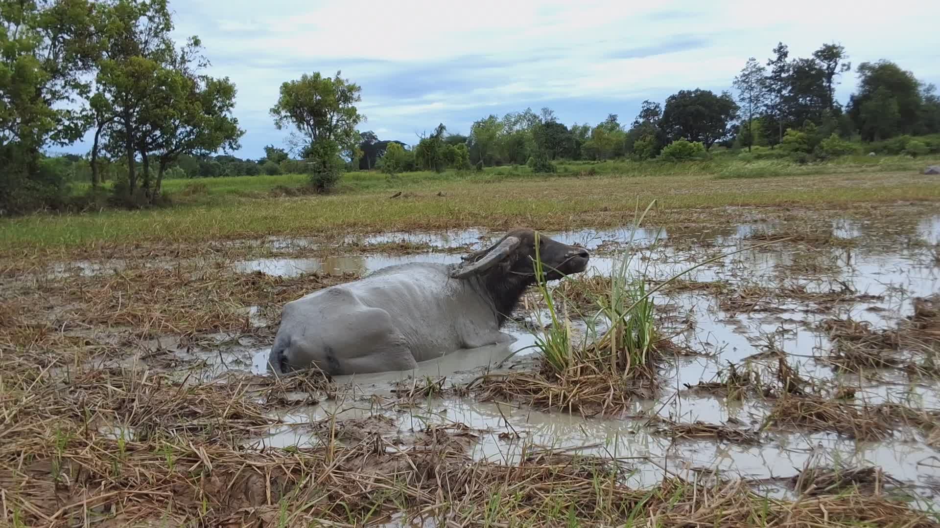 Water Buffalo Resting in Muddy Field Landscape Free Stock Video Footage ...