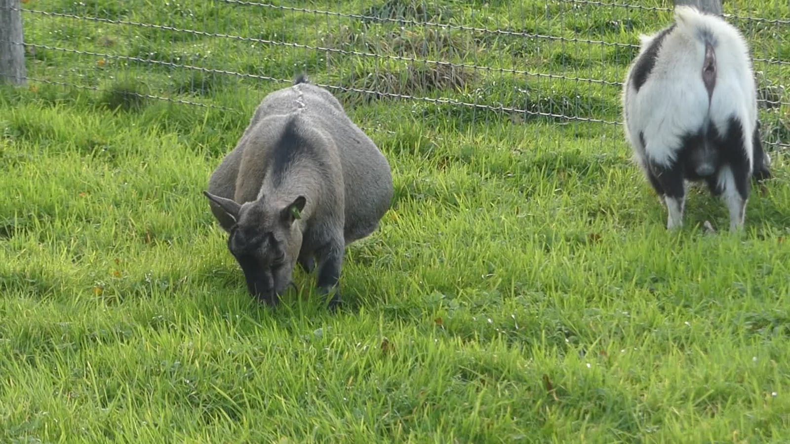 Goat Mating Videos, Download The BEST Free 4k Stock Video Footage ...