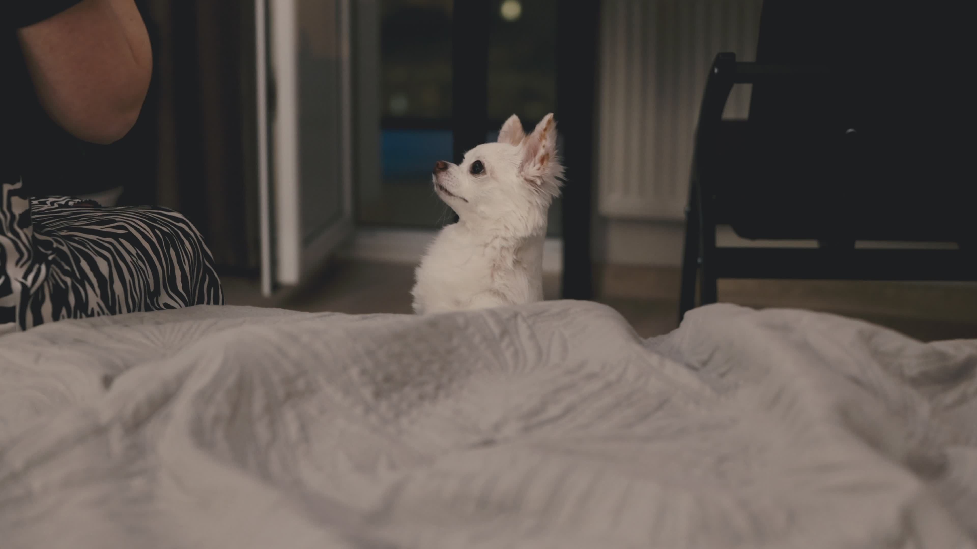 Chihuahua Dog Mating Videos, Download The BEST Free 4k Stock Video ...