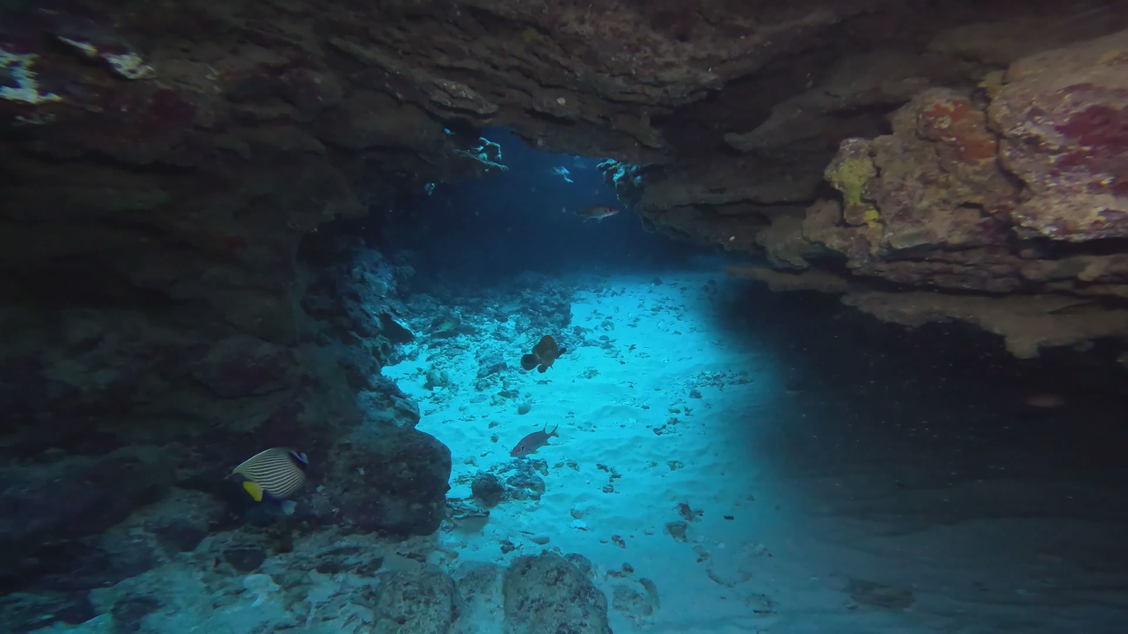 Exploring an Underwater Cave Ecosystem Free Stock Video Footage ...