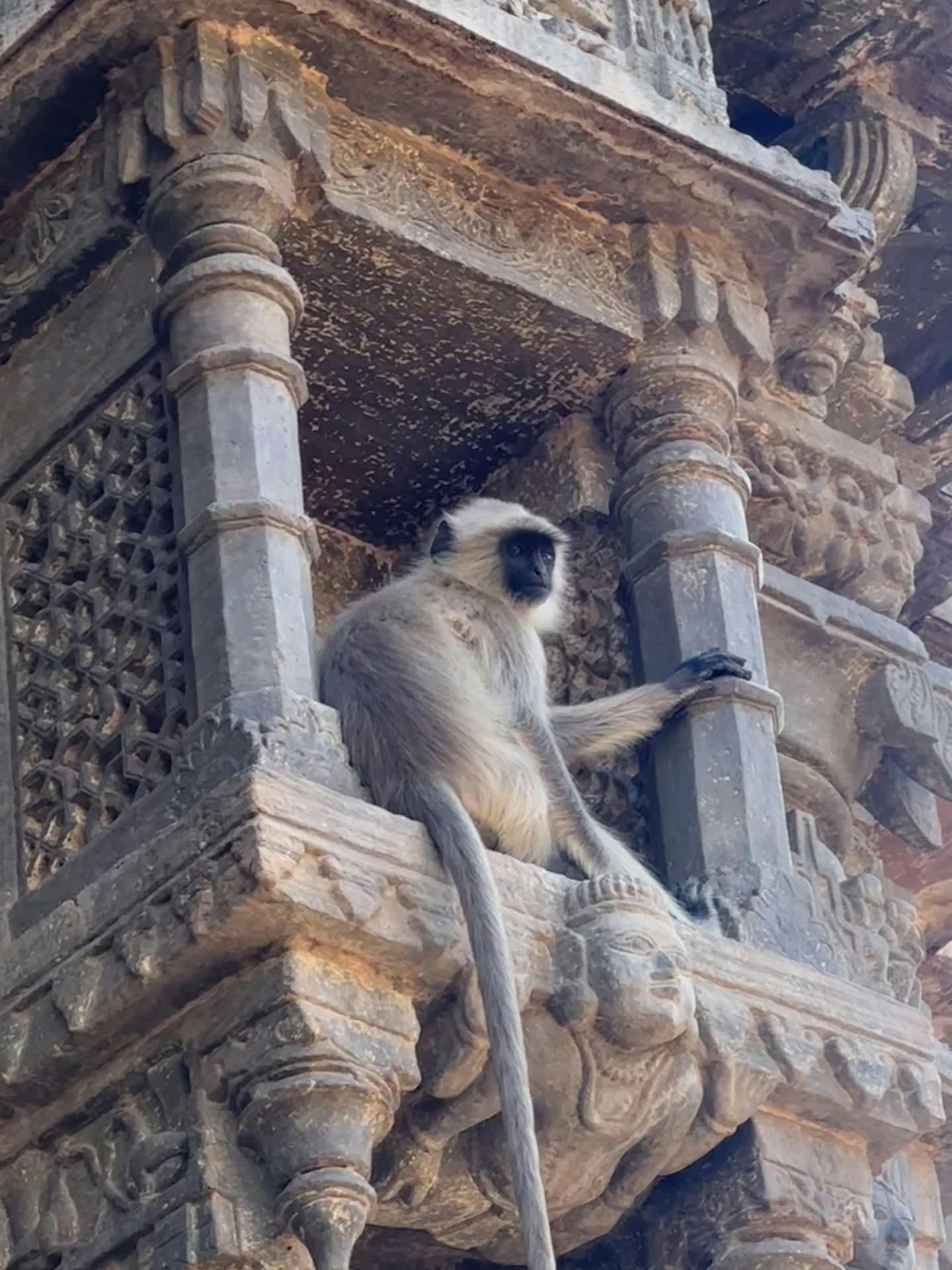 Laughing Monkey Videos, Download The BEST Free 4k Stock Video Footage ...