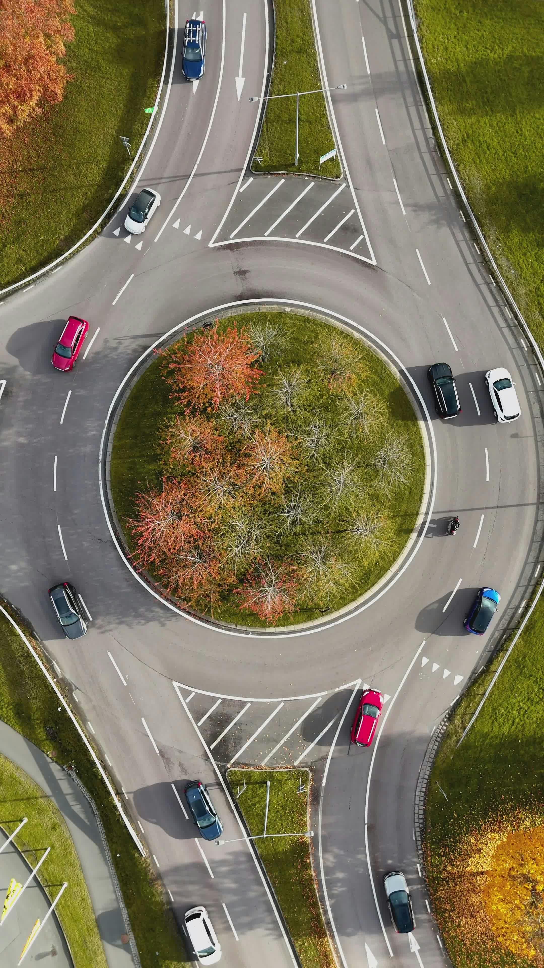 Animated+Tree Videos, Download The BEST Free 4k Stock Video Footage ...