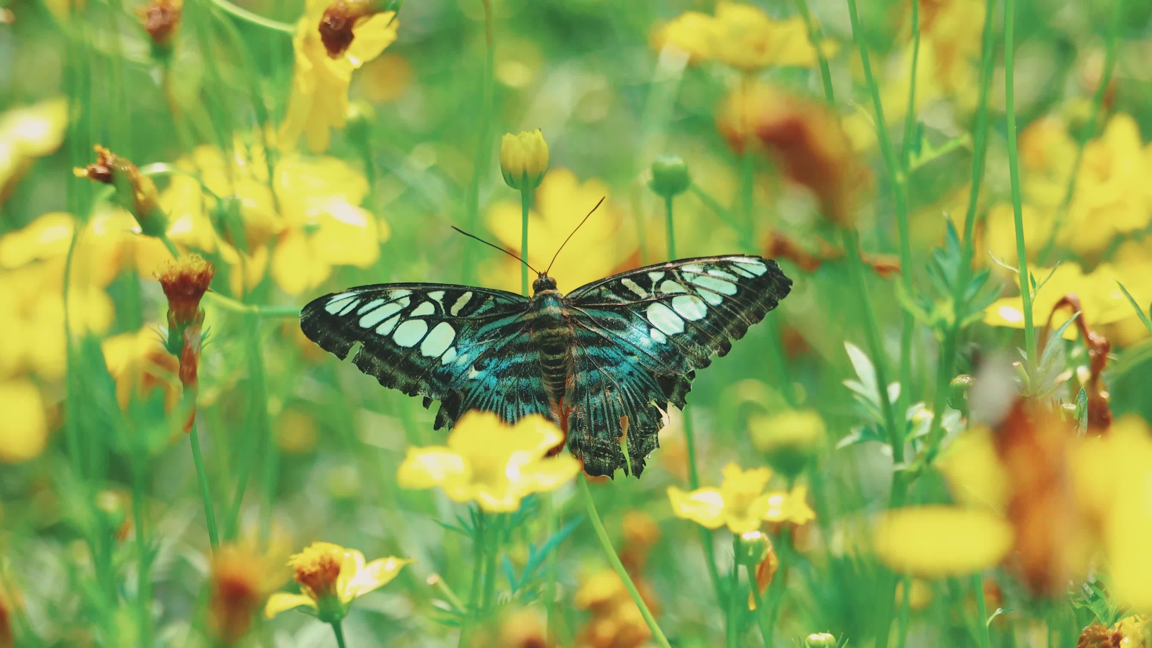 Vibrant Butterfly in Summer Flower Field Free Stock Video Footage ...
