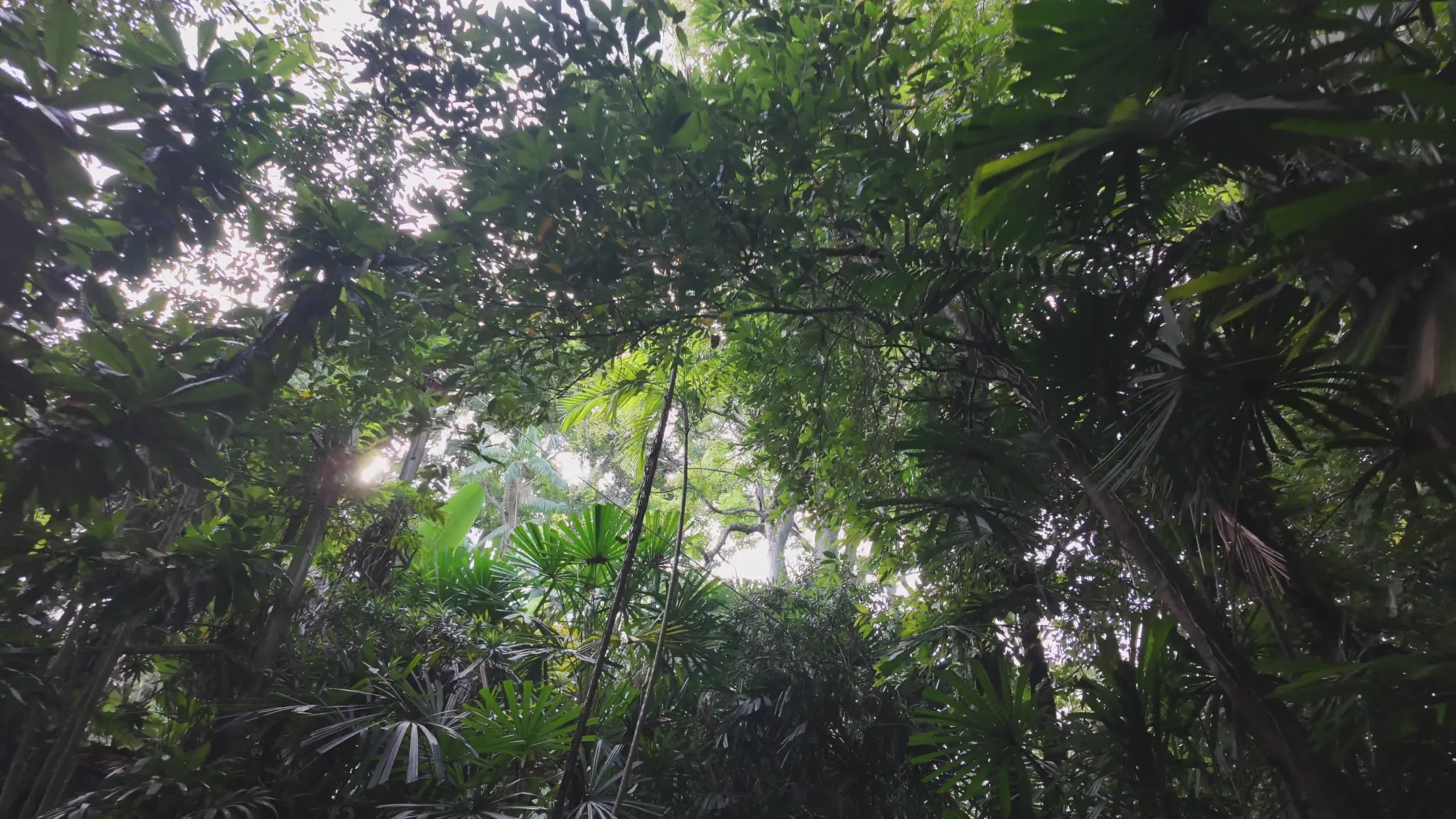 Lush Tropical Rainforest Canopy Scene Free Stock Video Footage, Royalty ...