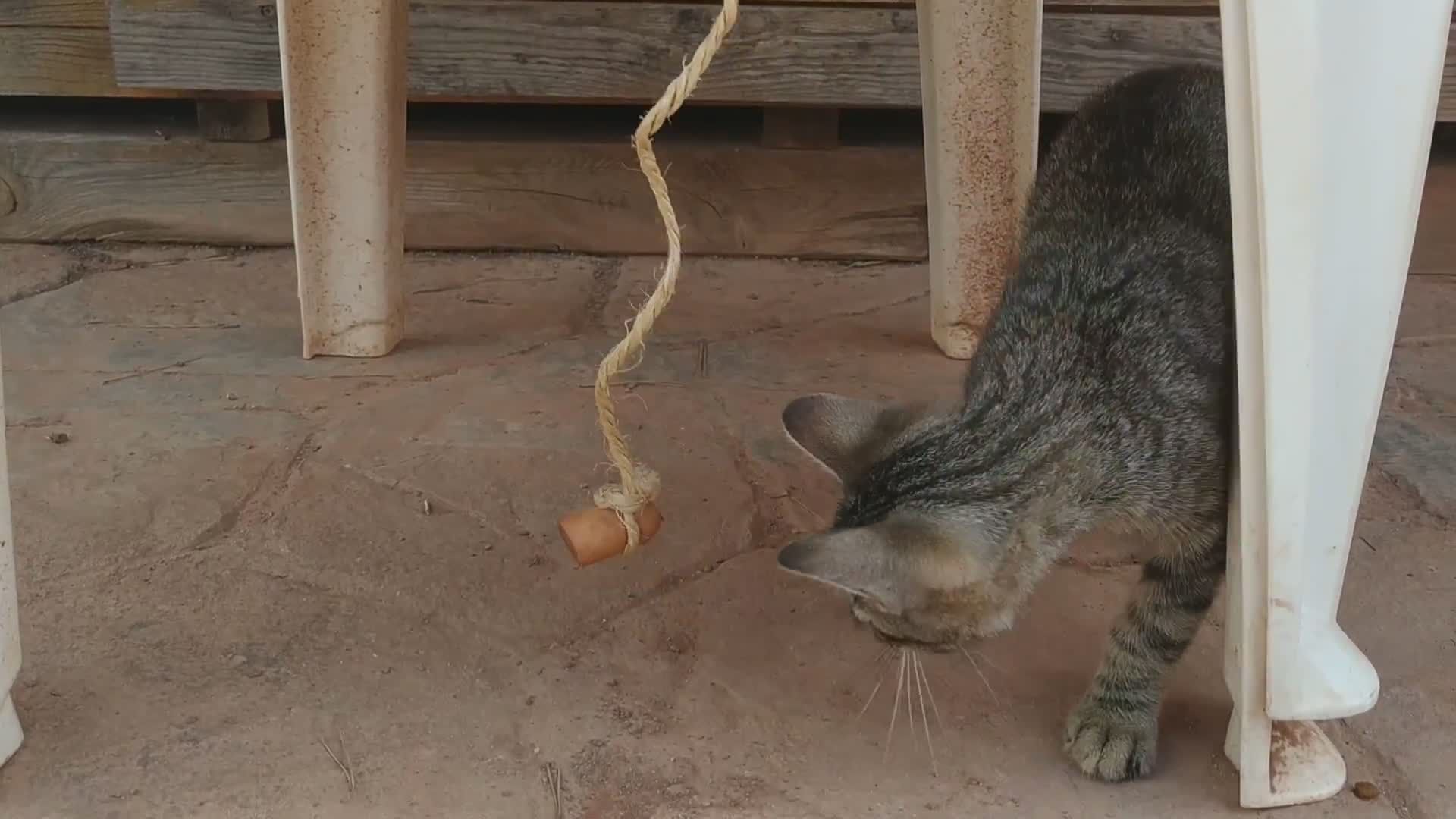 Playful Tabby Cat Chasing String Indoors Free Stock Video Footage ...