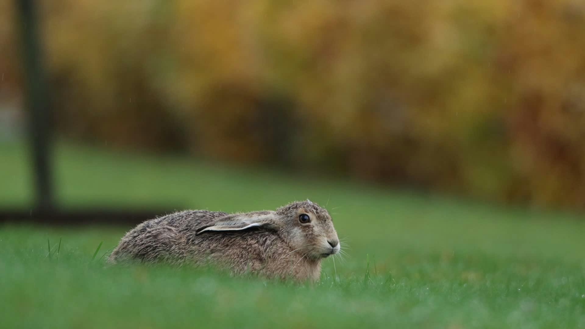 Abstract+Brown+Wallpaper Videos, Download The BEST Free 4k Stock Video ...