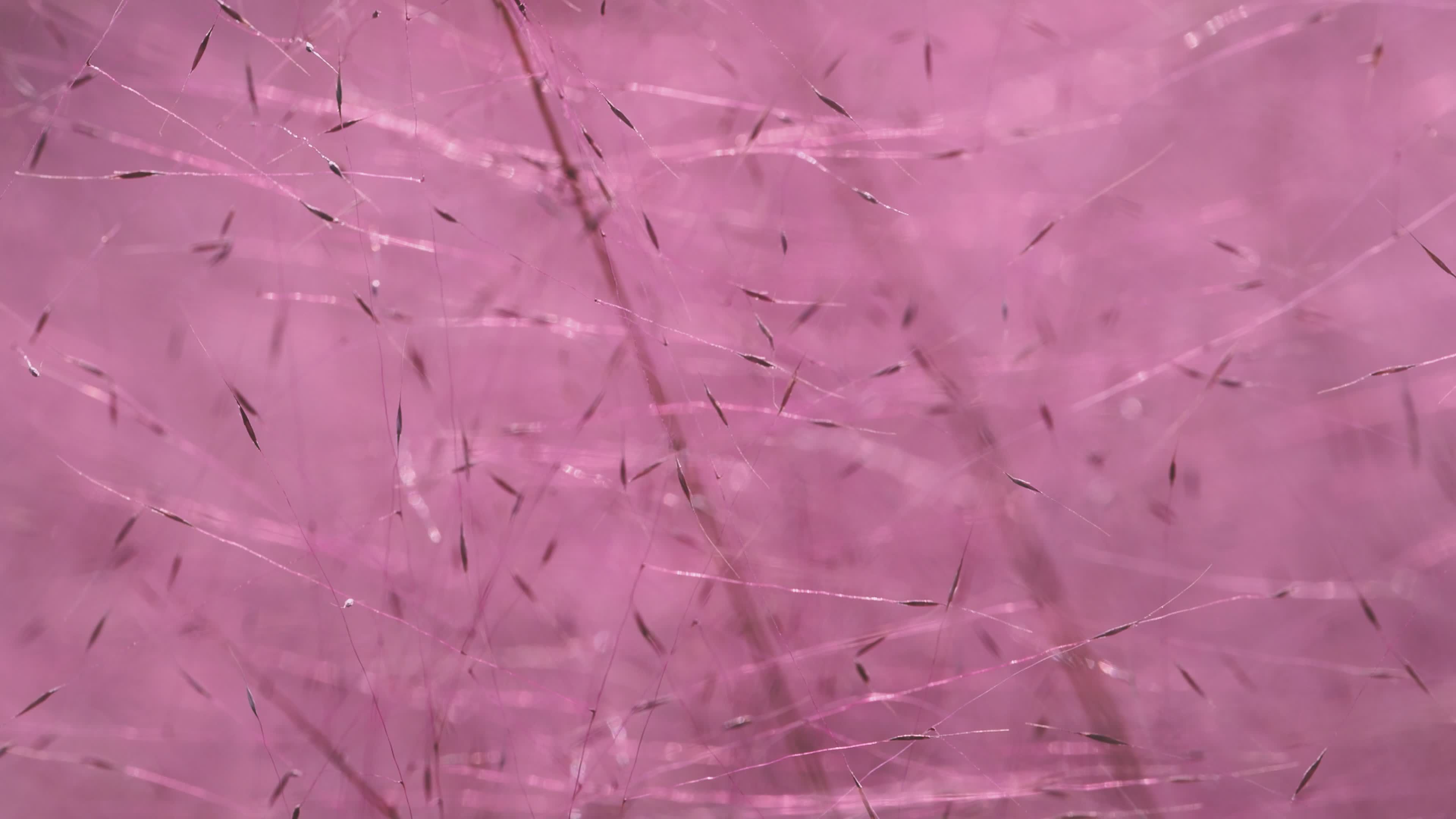 Macro Close-Up of Pink Plant Fibers in Motion Free Stock Video Footage ...