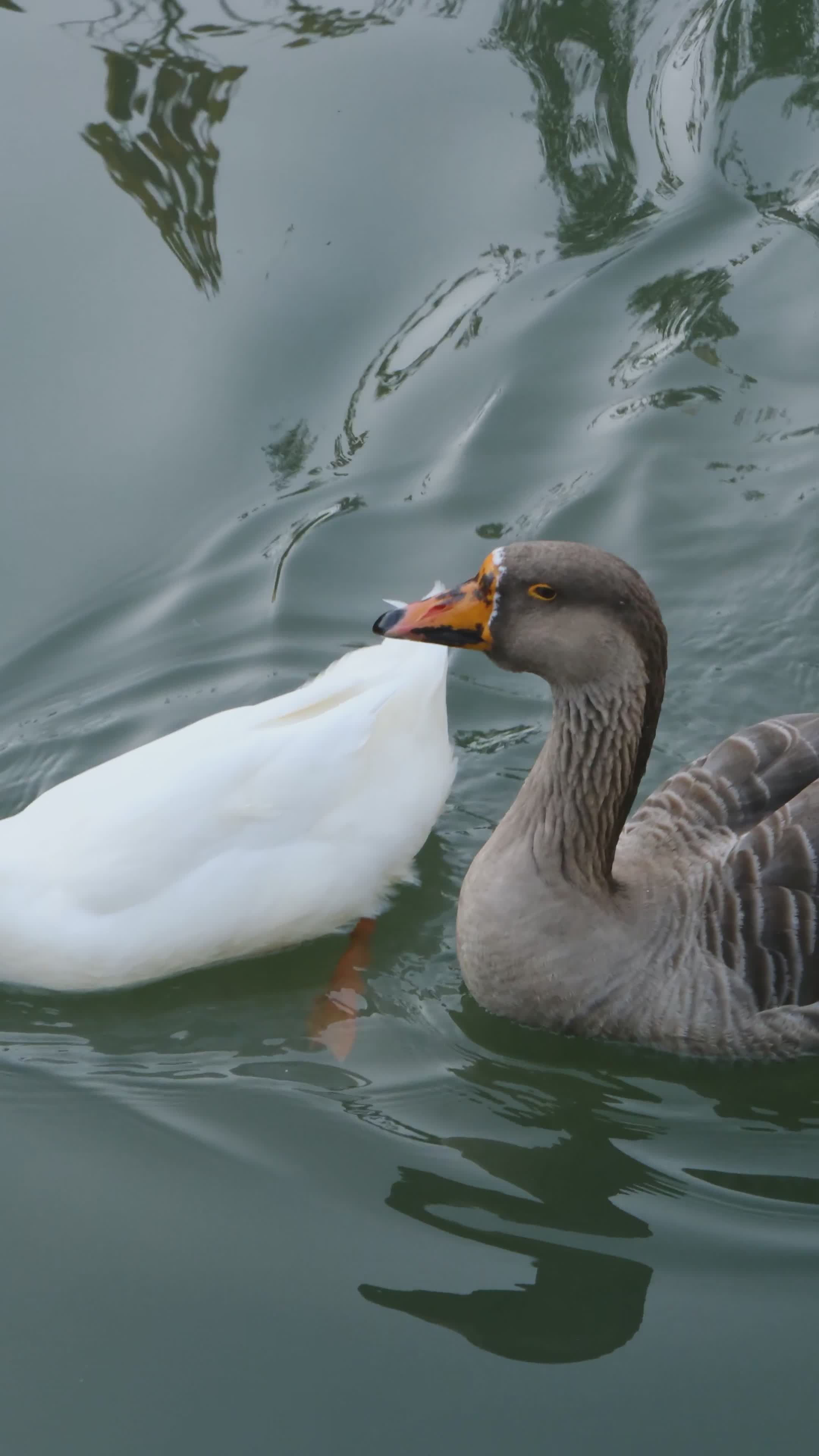 Ducks and Geese Swimming in Peaceful Lake Free Stock Video Footage ...