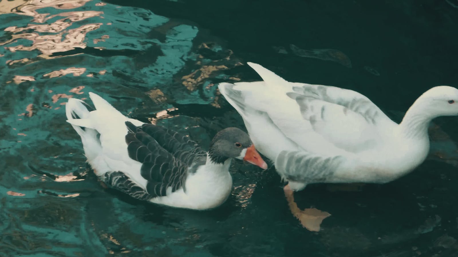 Free No Copyright Animation Videos, Download The BEST Free 4k Stock ...