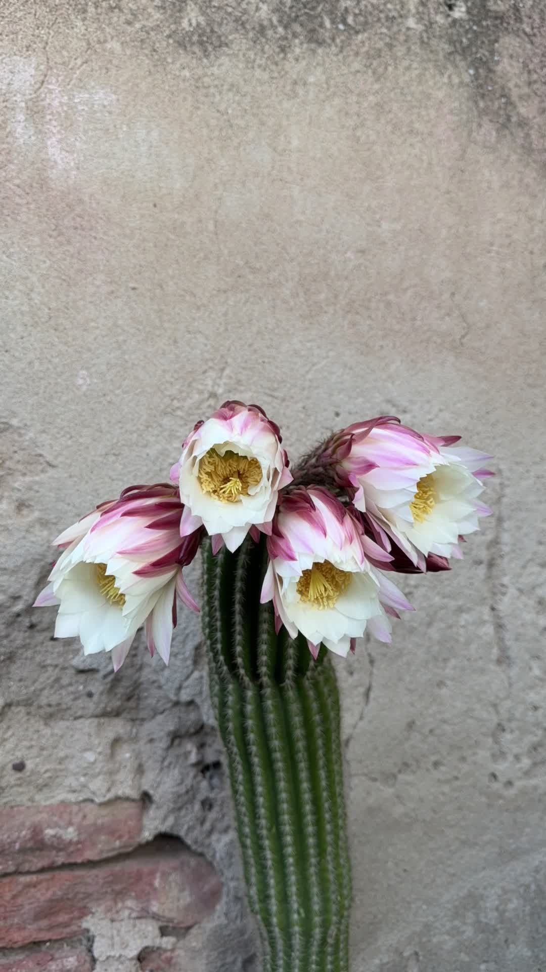 Cactus Wall Zoom Background Videos, Download The BEST Free 4k Stock ...