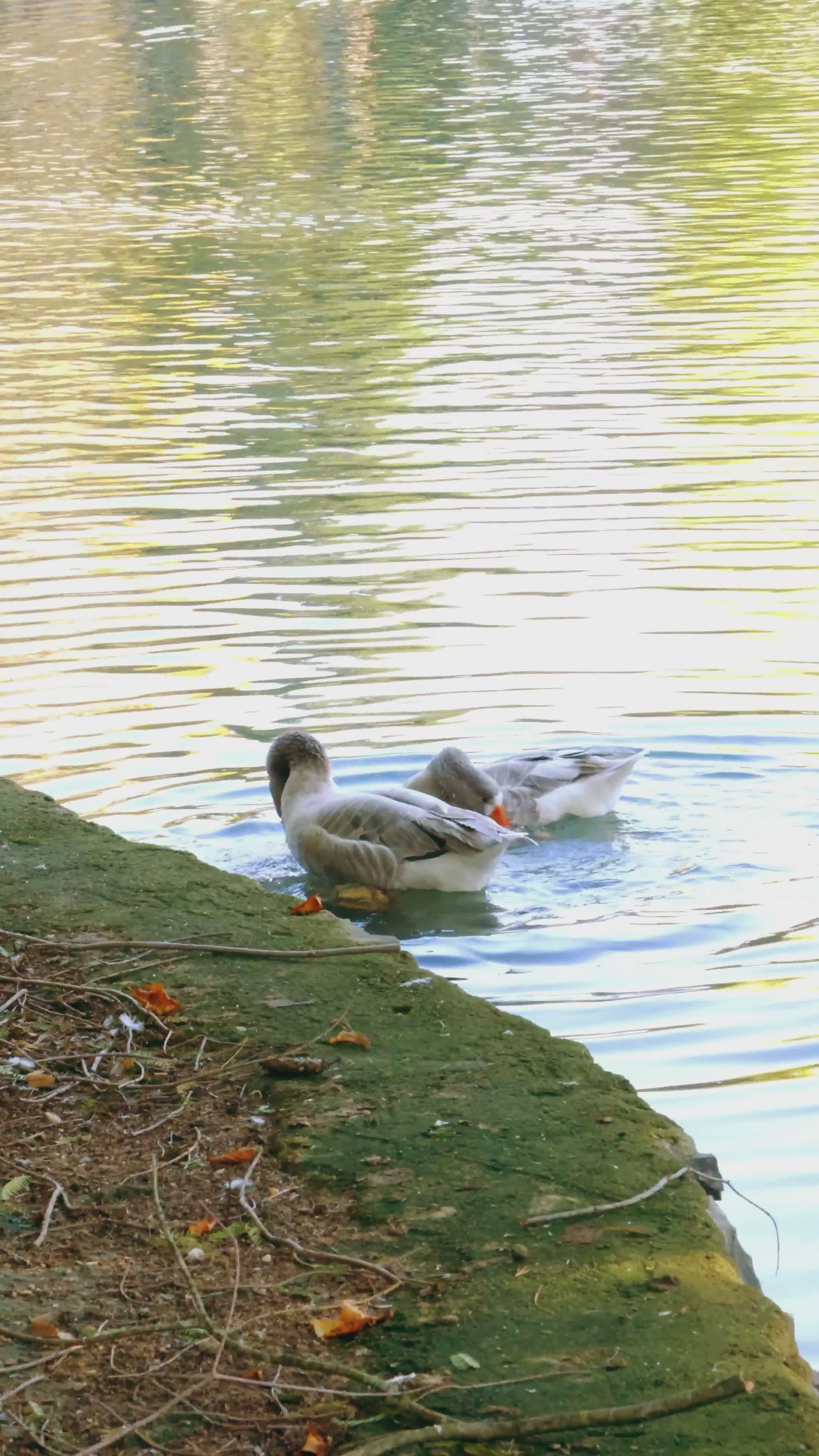 Peaceful Duck in Tranquil Lakeside Scene Free Stock Video Footage ...