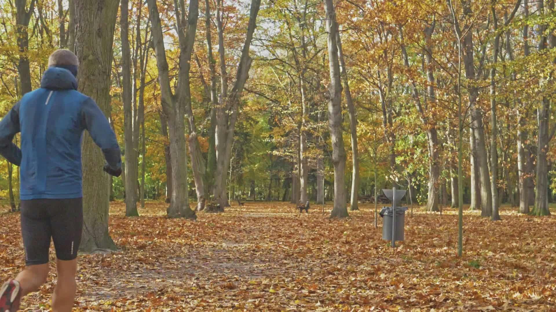Jogger Running Through Autumn Forest Pathway Free Stock Video Footage ...