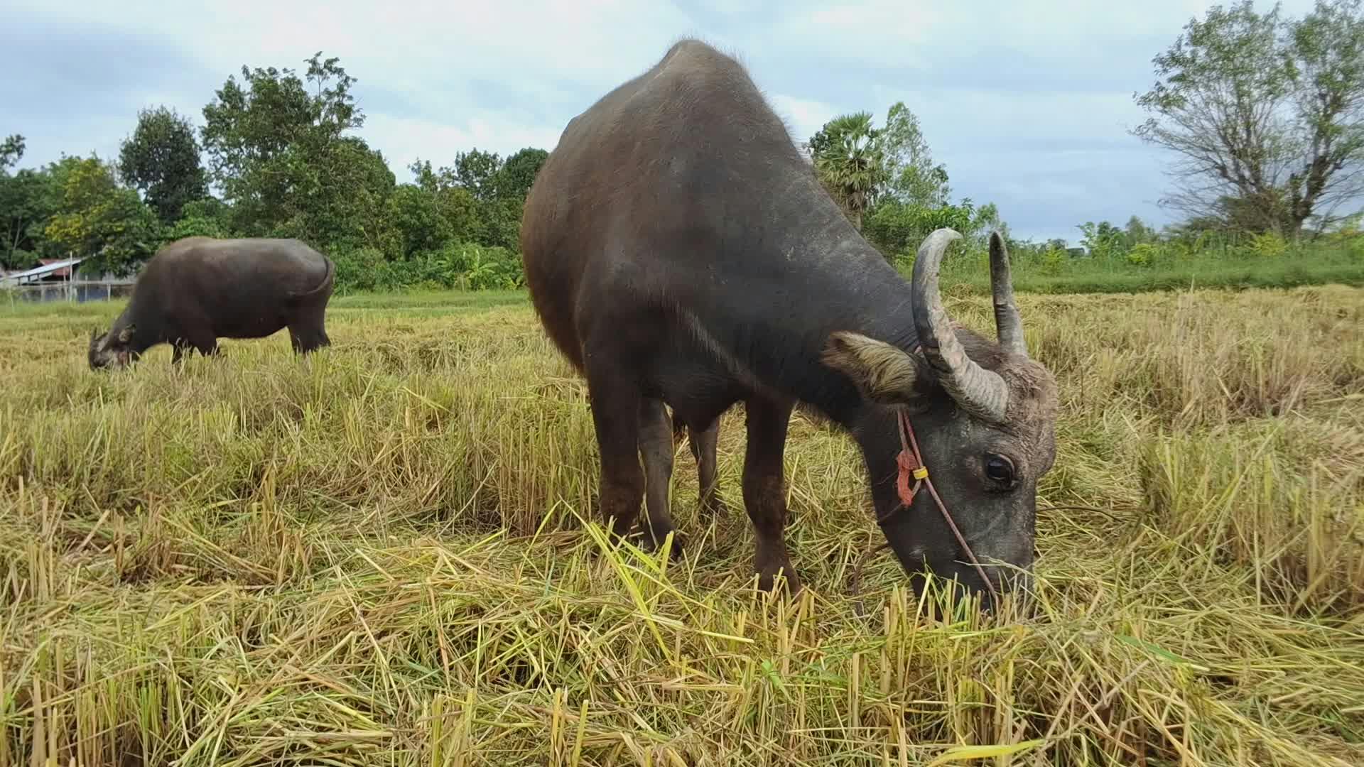 Water Buffalo Grazing in Lush Paddy Field Free Stock Video Footage ...