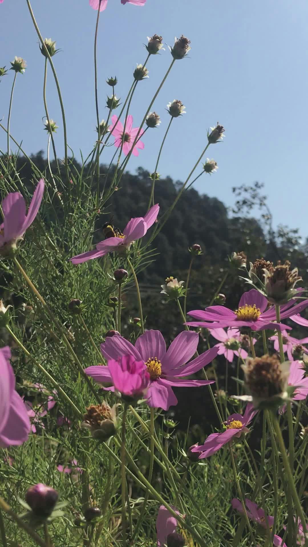 Hermosas Flores De Cosmos Meciéndose Con La Brisa · Vídeo de stock gratuito
