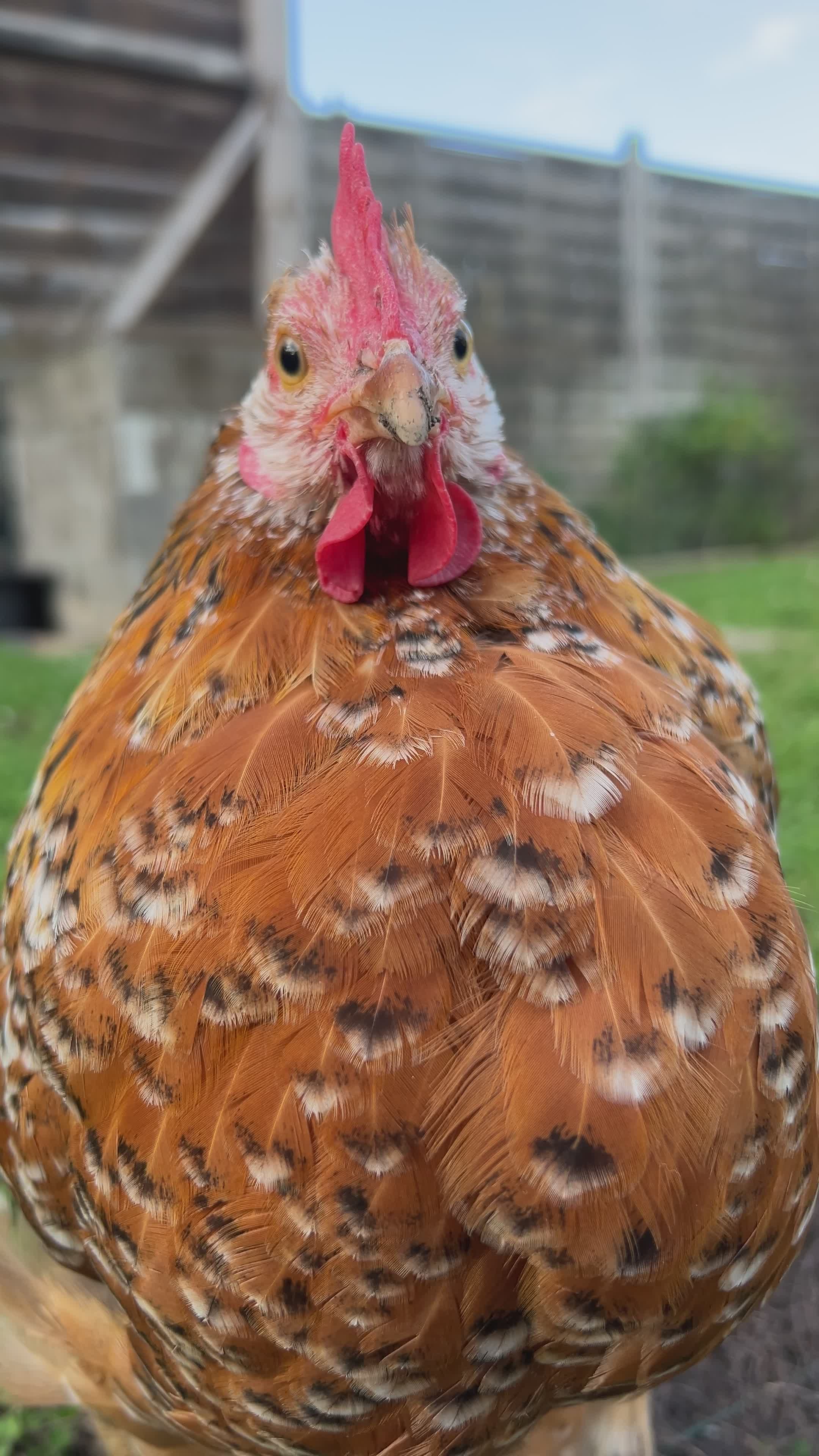 Calm Hen in Countryside Handheld Close-Up Free Stock Video Footage ...