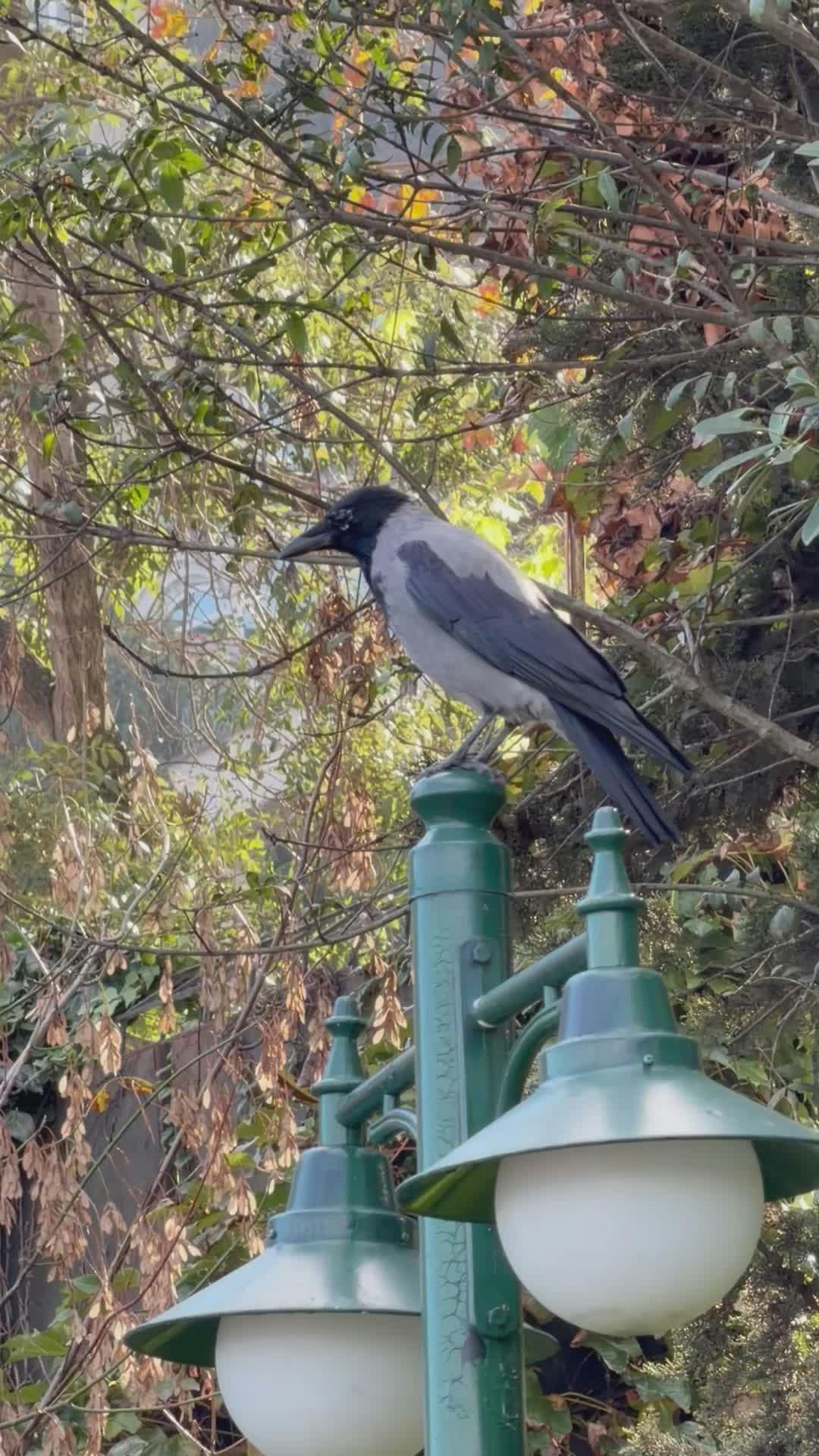 Airplane Animation Videos, Download The BEST Free 4k Stock Video ...