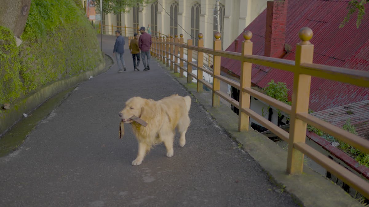 Dog Breeding Videos, Download The BEST Free 4k Stock Video Footage ...