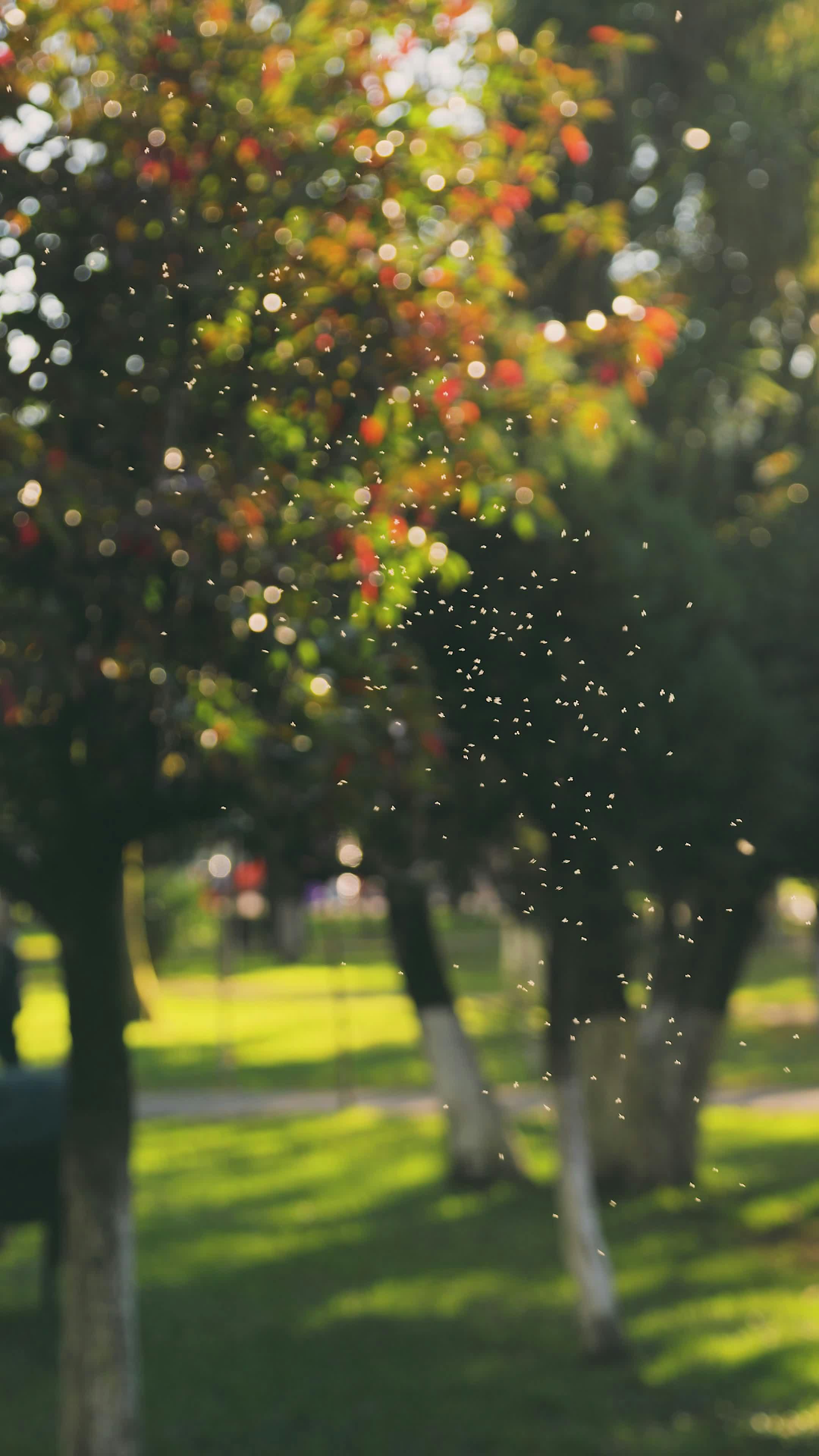 Sunlit Park with Fluffy Dandelion Seeds Floating Free Stock Video ...