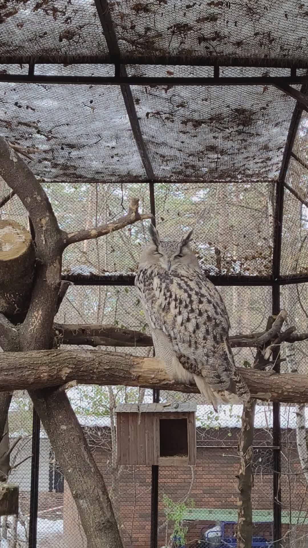 Closeup of Captive Owl in a Zoo Enclosure Free Stock Video Footage ...