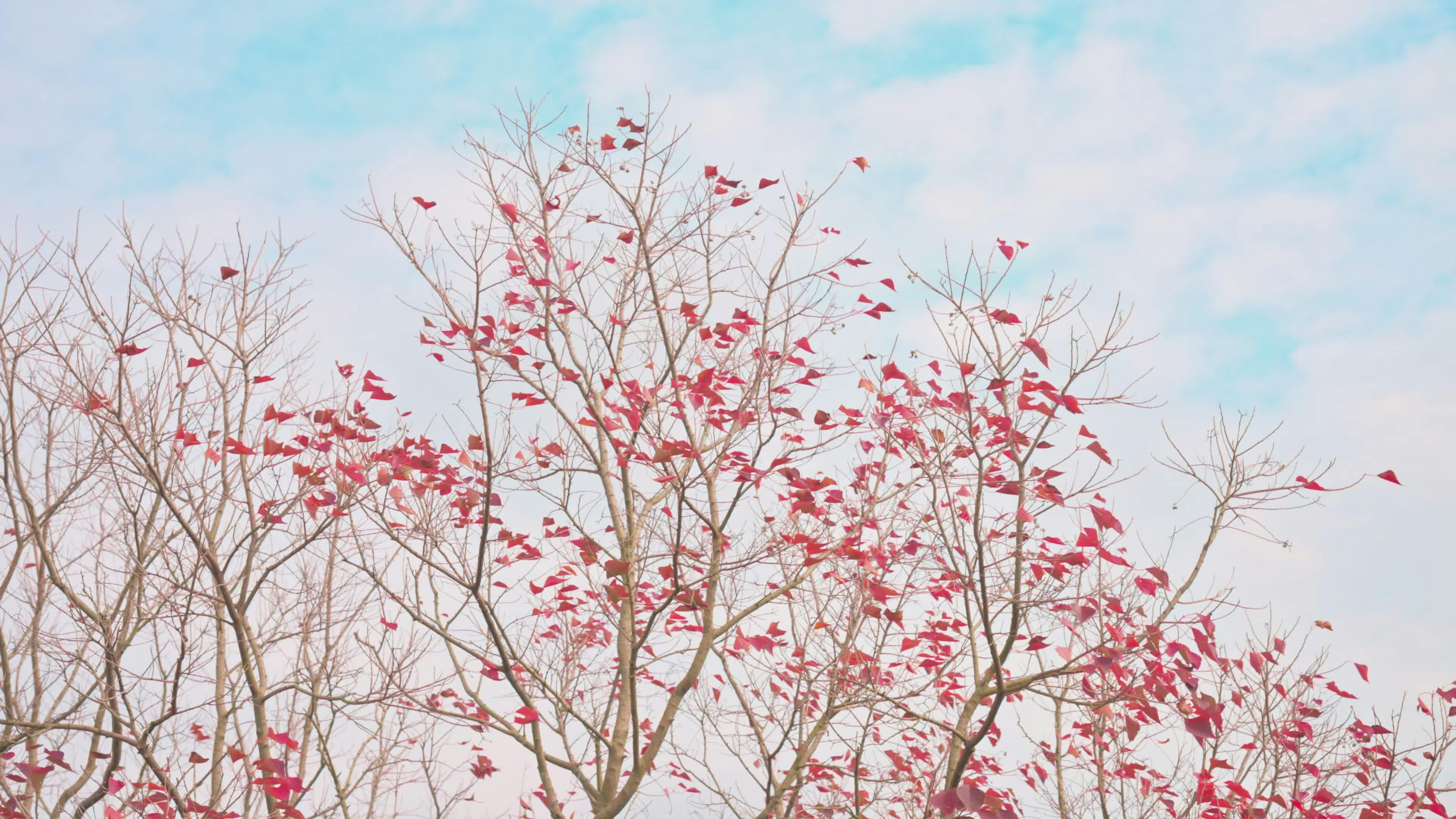 Ppt封面图片古风壁纸怎么换位置图 Videos, Download The BEST Free 4k Stock Video Footage ...