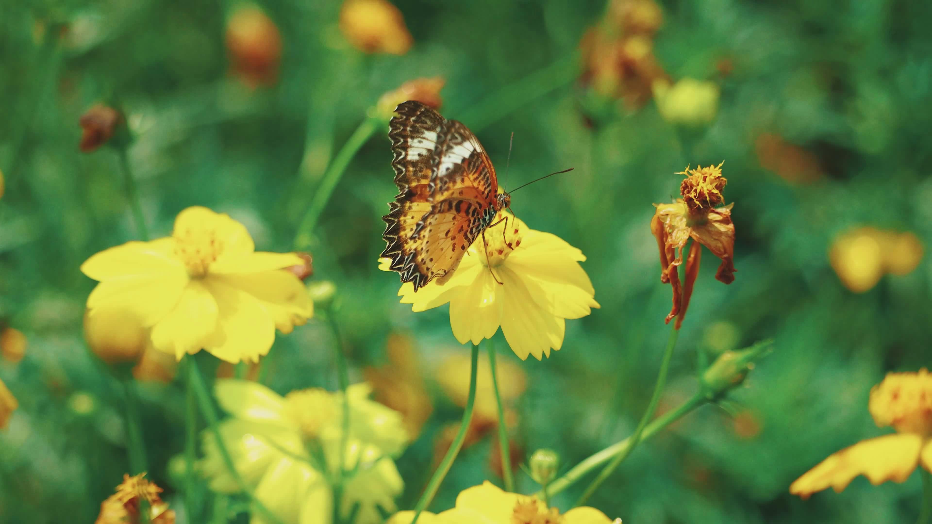 Anime+Shorts Videos, Download The BEST Free 4k Stock Video Footage ...