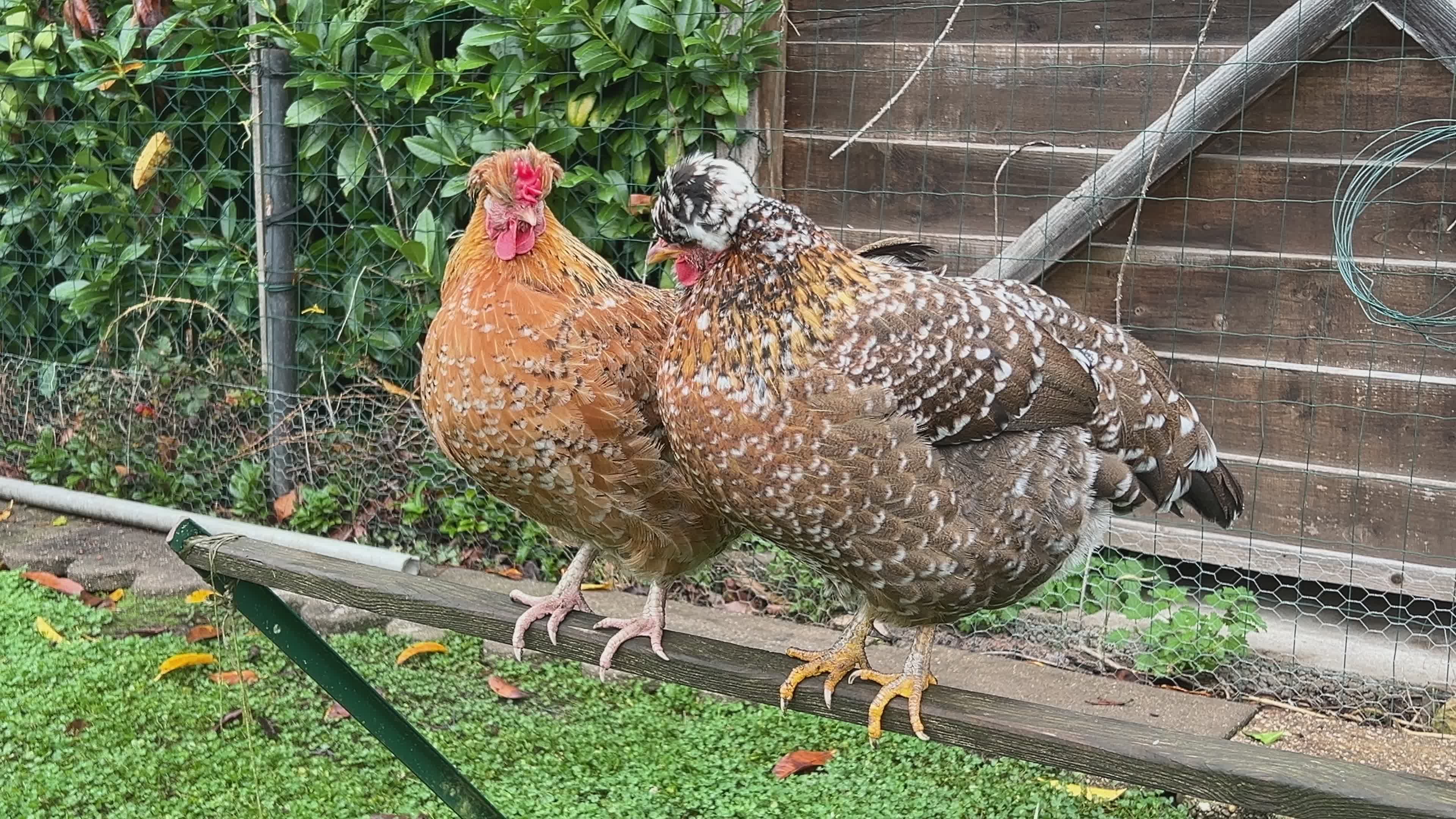 Chickens Perched on Countryside Fence Free Stock Video Footage, Royalty ...