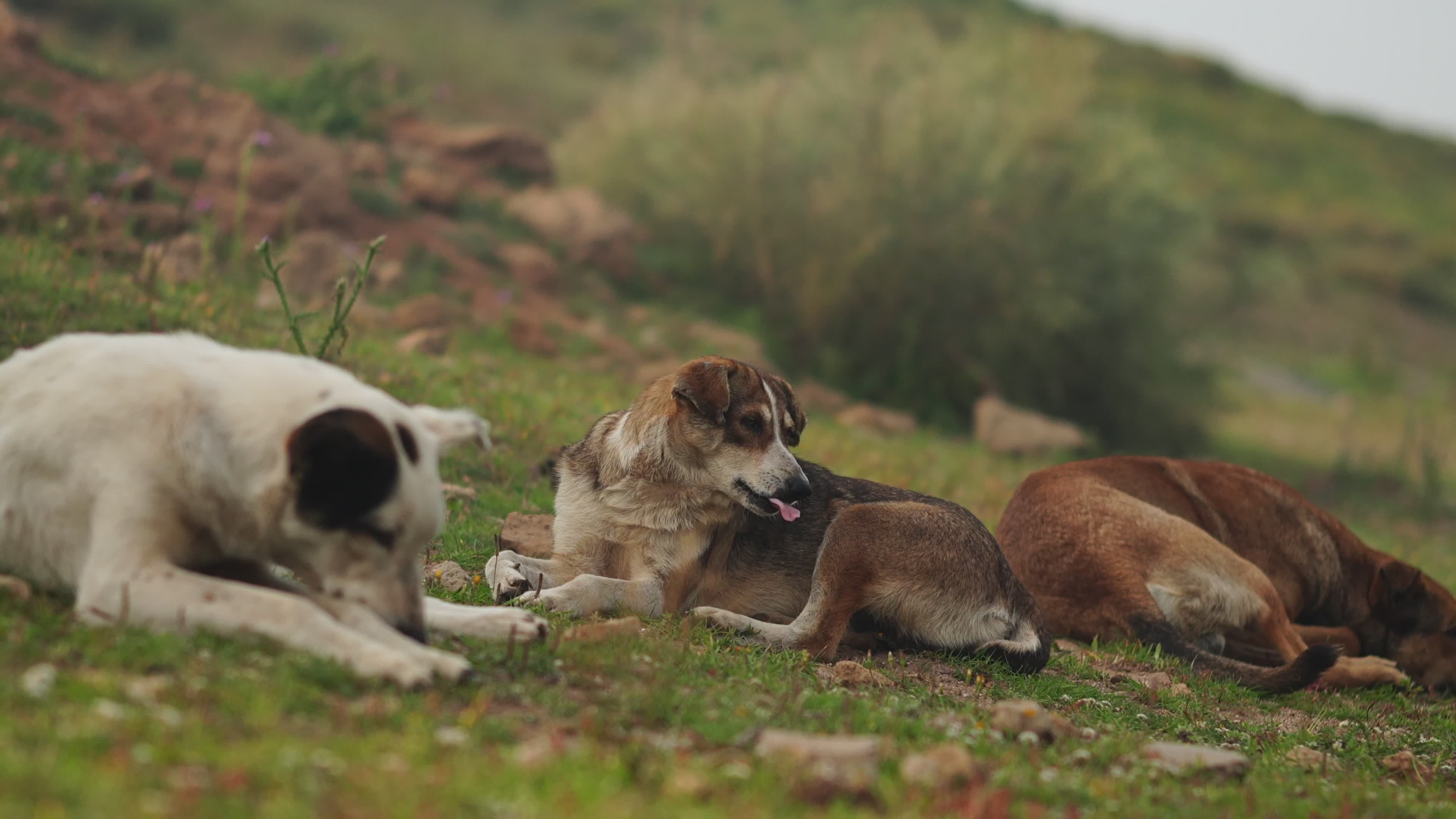 Serene Scene of Stray Dogs Resting Outdoors Free Stock Video Footage ...