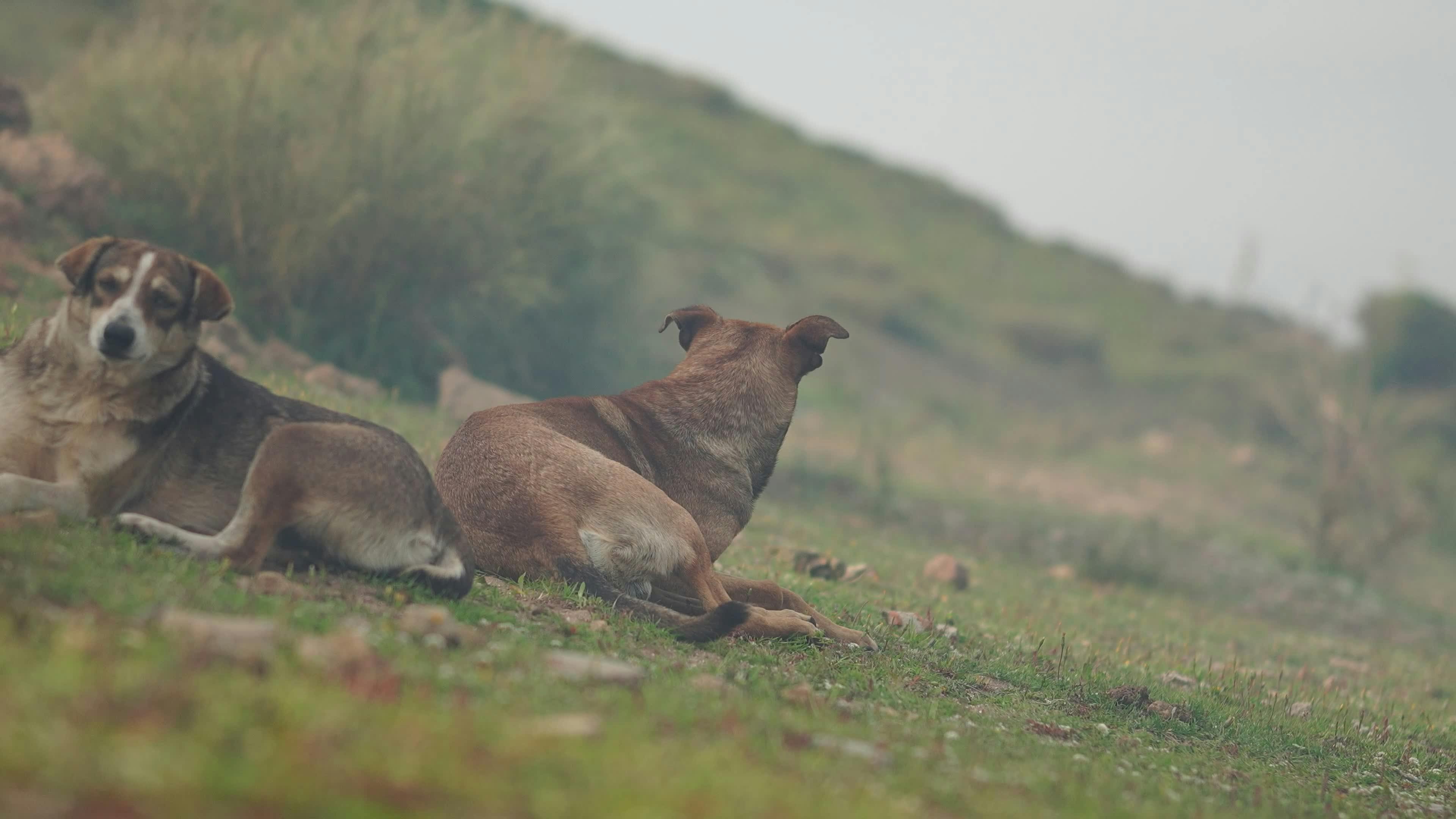 Dogs+Mating+Long+And+Hard Videos, Download The BEST Free 4k Stock Video ...