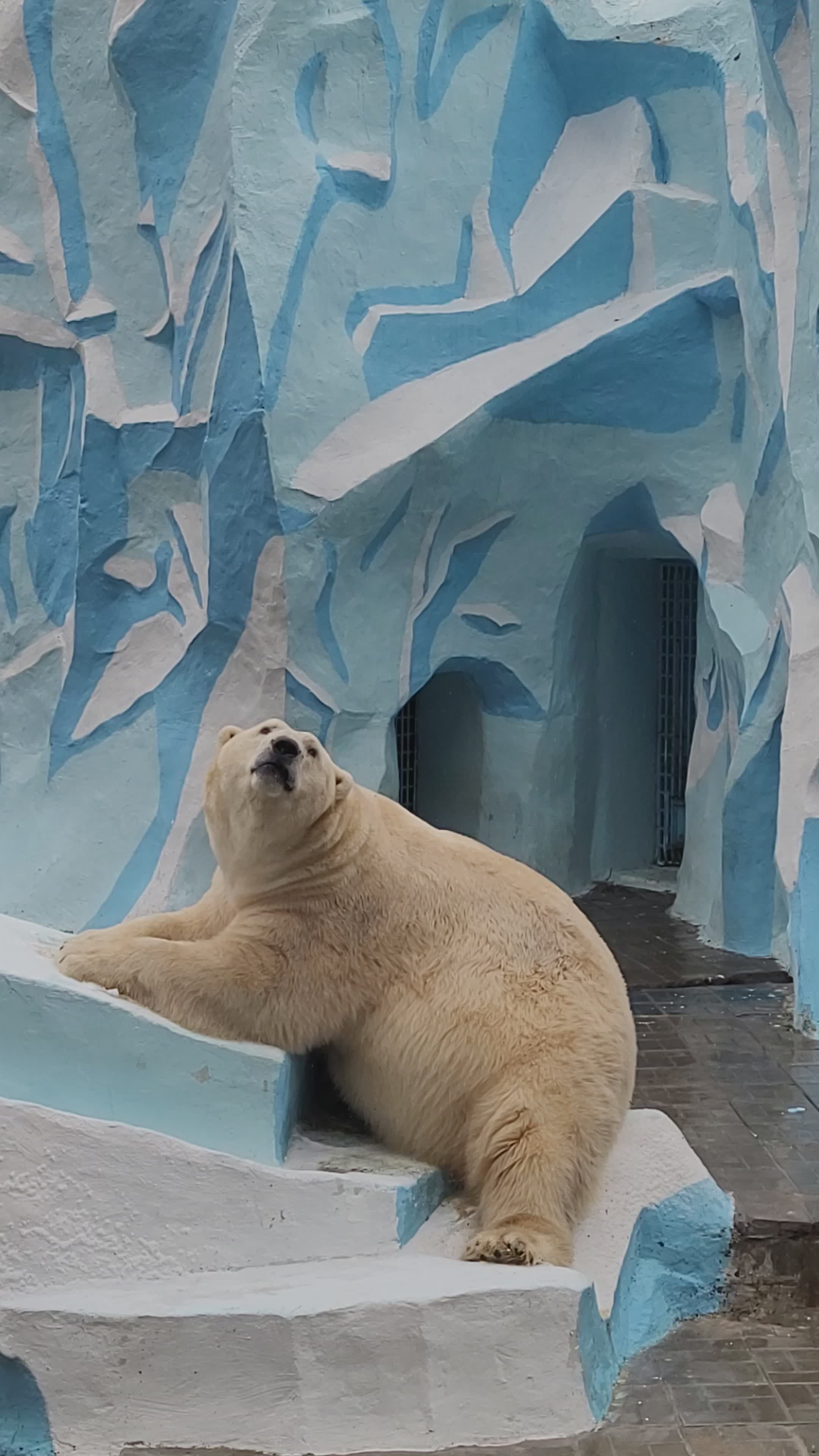 Polar Bear Relaxing on Ice in Natural Habitat Free Stock Video Footage ...