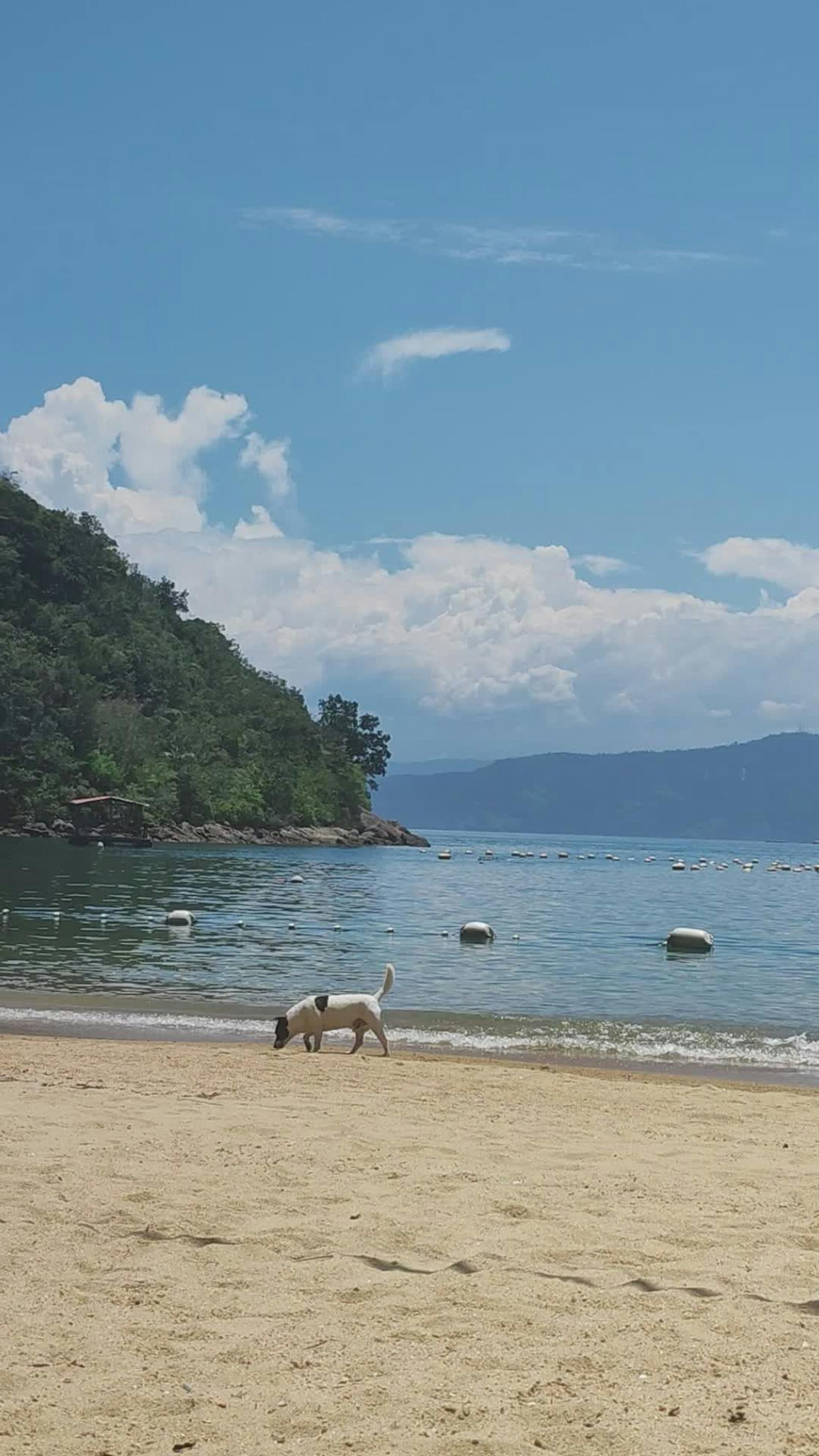 Dog Dancing Videos, Download The BEST Free 4k Stock Video Footage & Dog ...