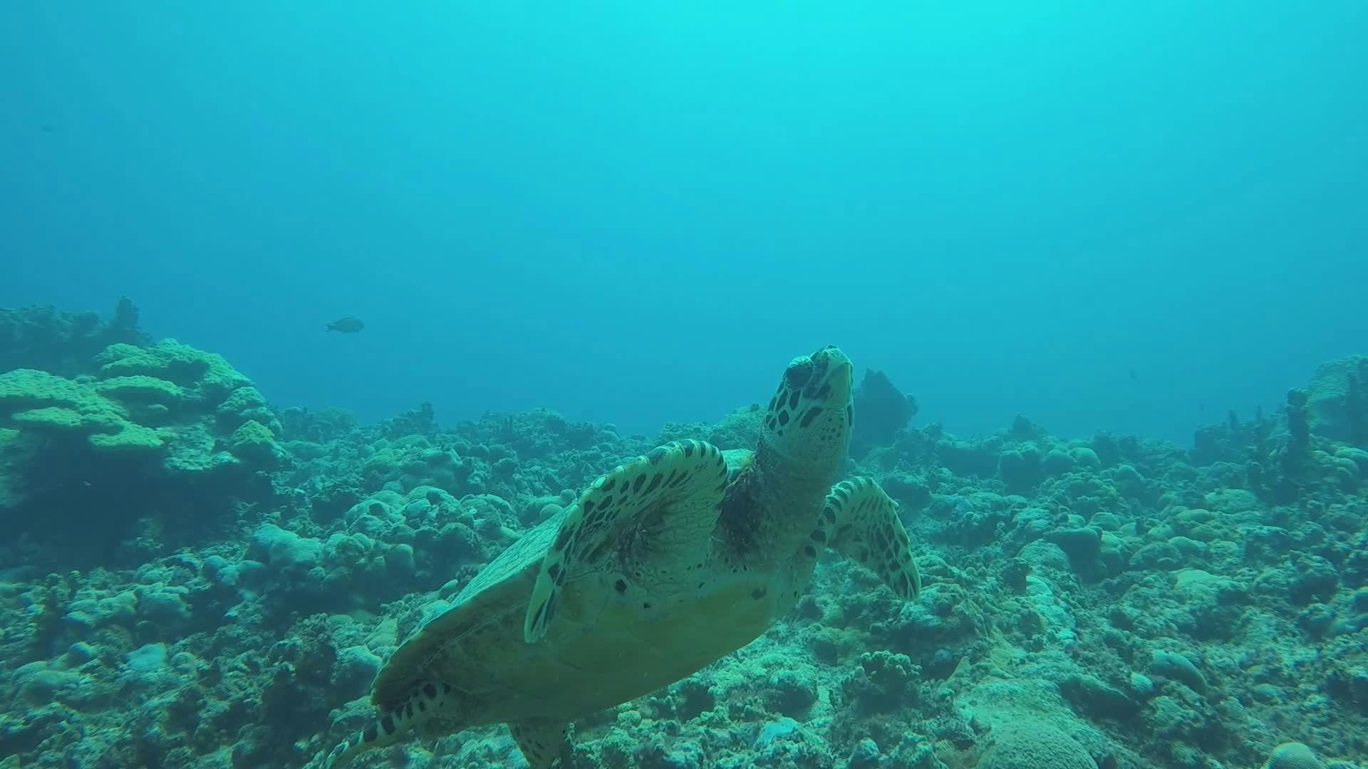 Aventura Submarina Con La Tortuga Carey · Vídeo de stock gratuito