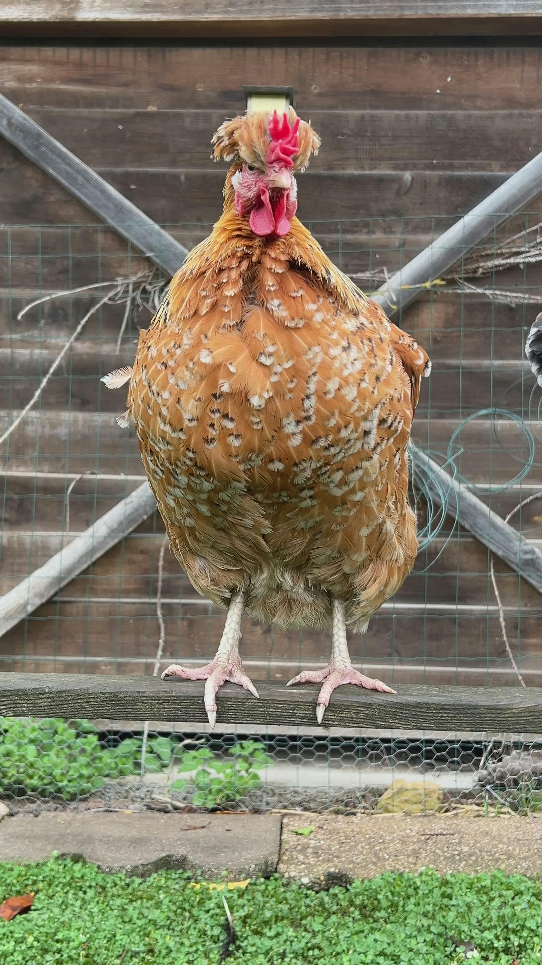 Rustic Farm Chicken Pecking in Countryside Free Stock Video Footage ...
