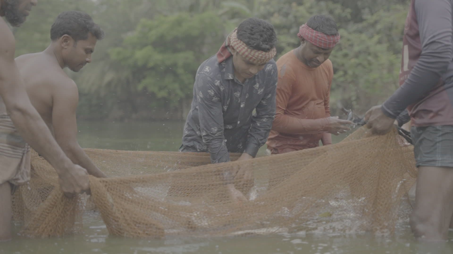 Traditional Fish Harvesting in Rural River Free Stock Video Footage ...