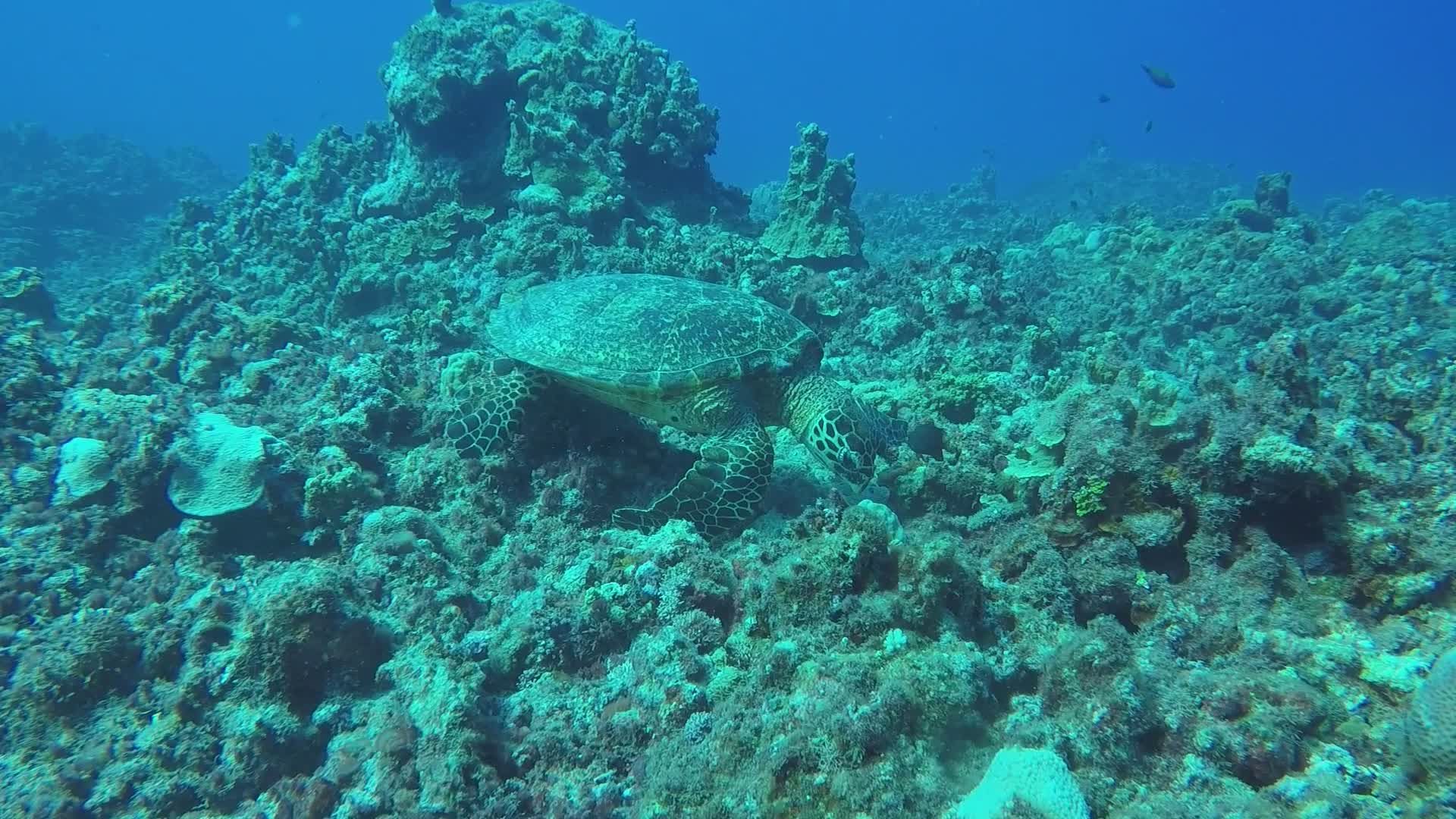 Underwater Turtle Adventure in Coral Reef Free Stock Video Footage ...