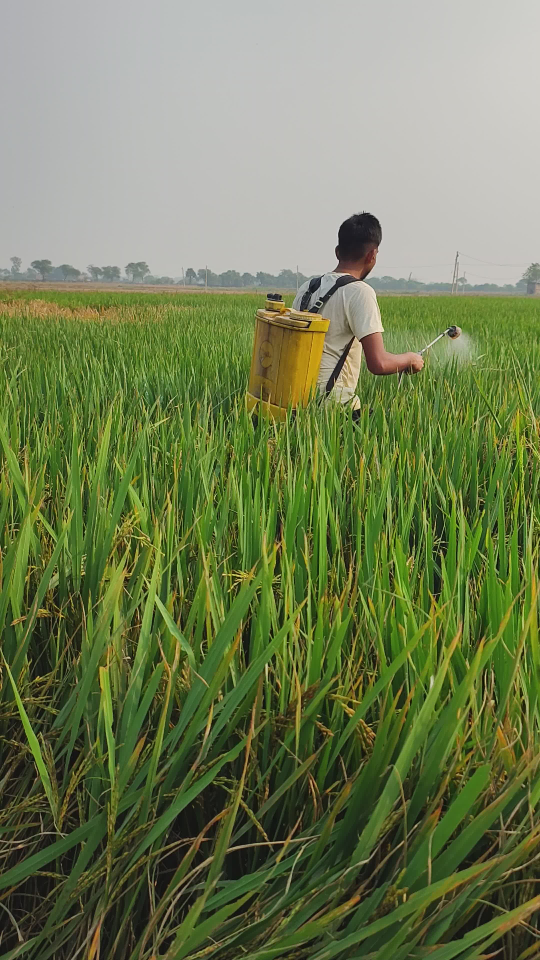 Farmer Spraying Pesticides in Lush Rice Field Free Stock Video Footage ...